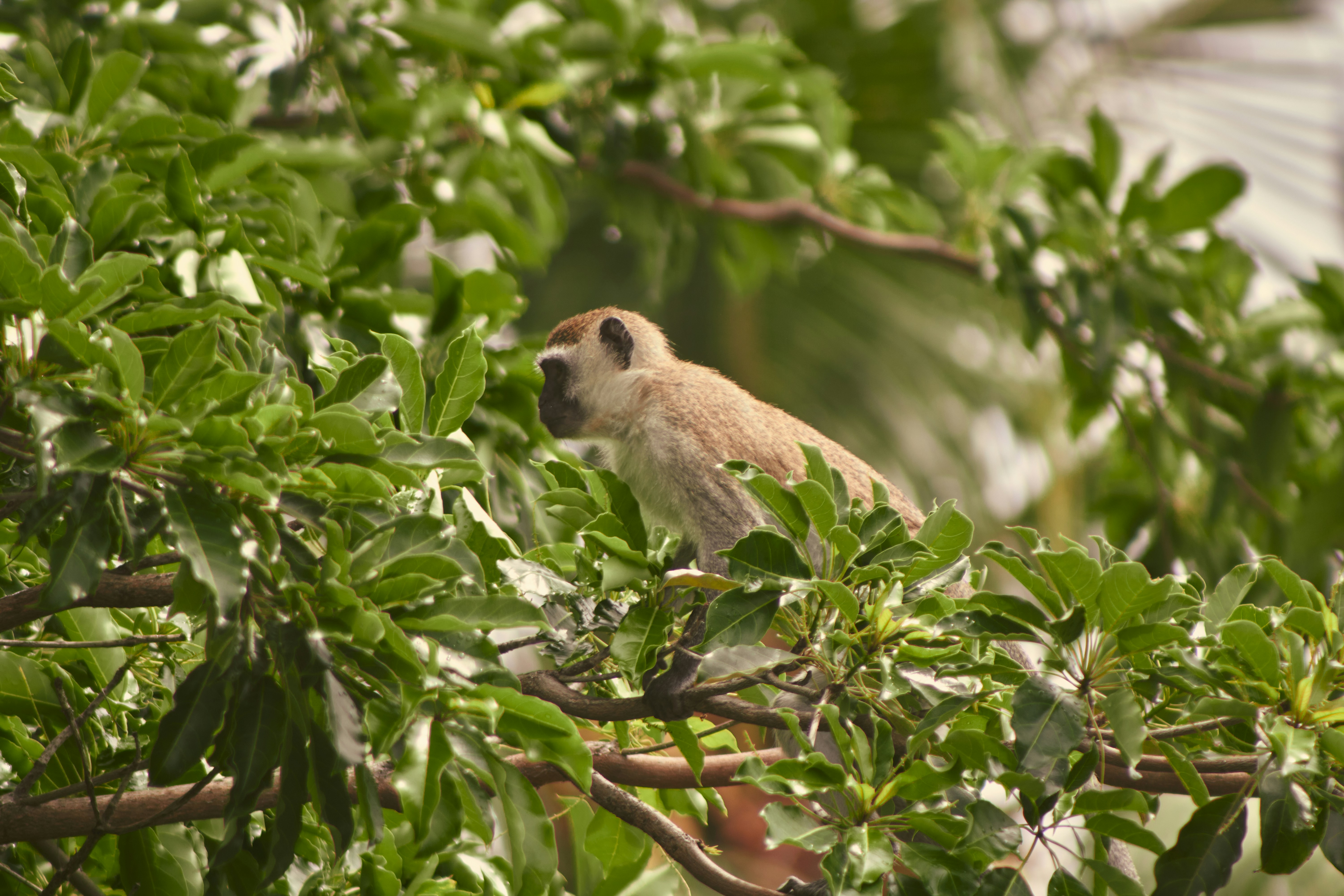Squirrel on a Leafy Stage: A Quiet Moment in the Green Canopy