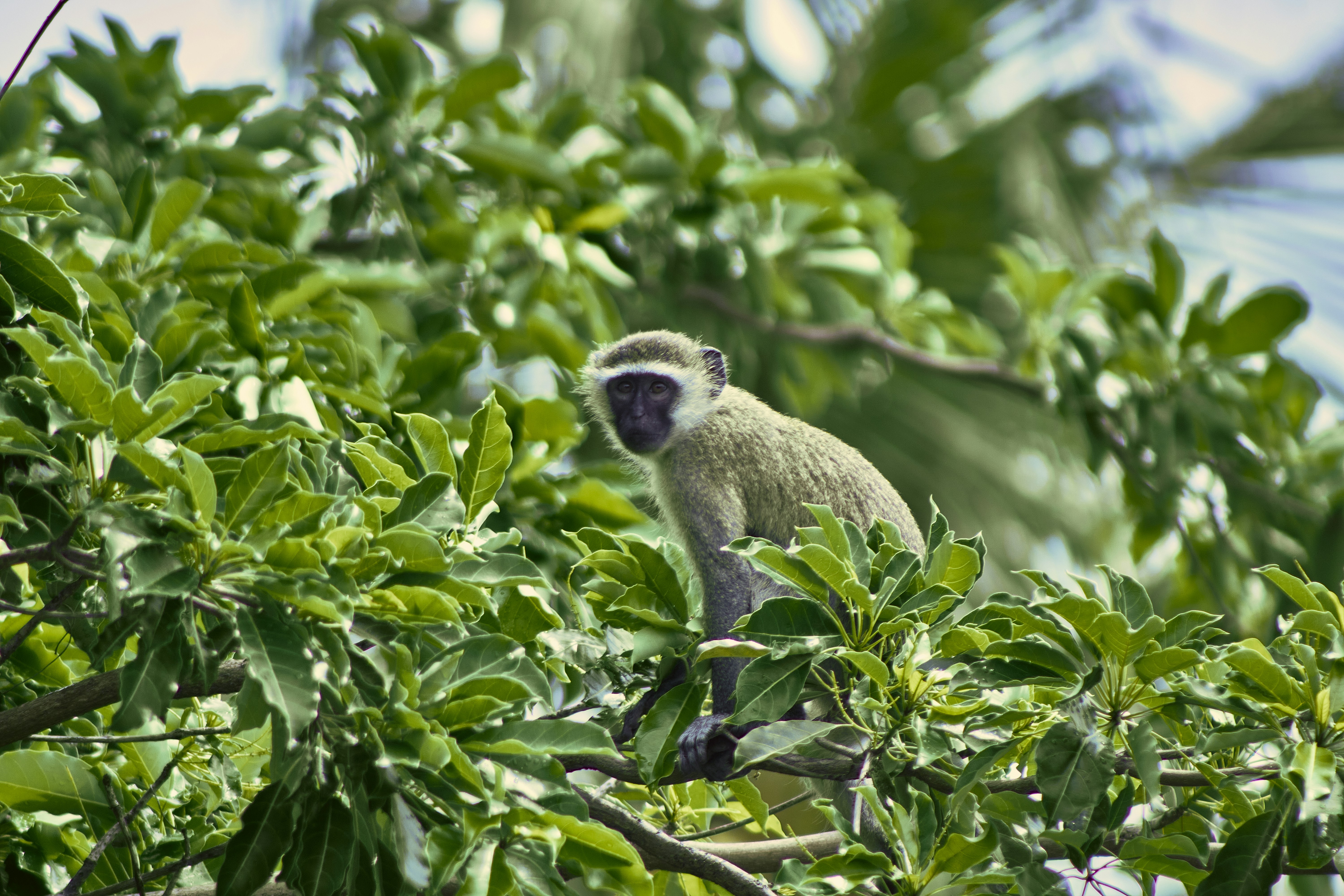 Greenscape Sentinel: a small monkey pauses on a leafy branch.