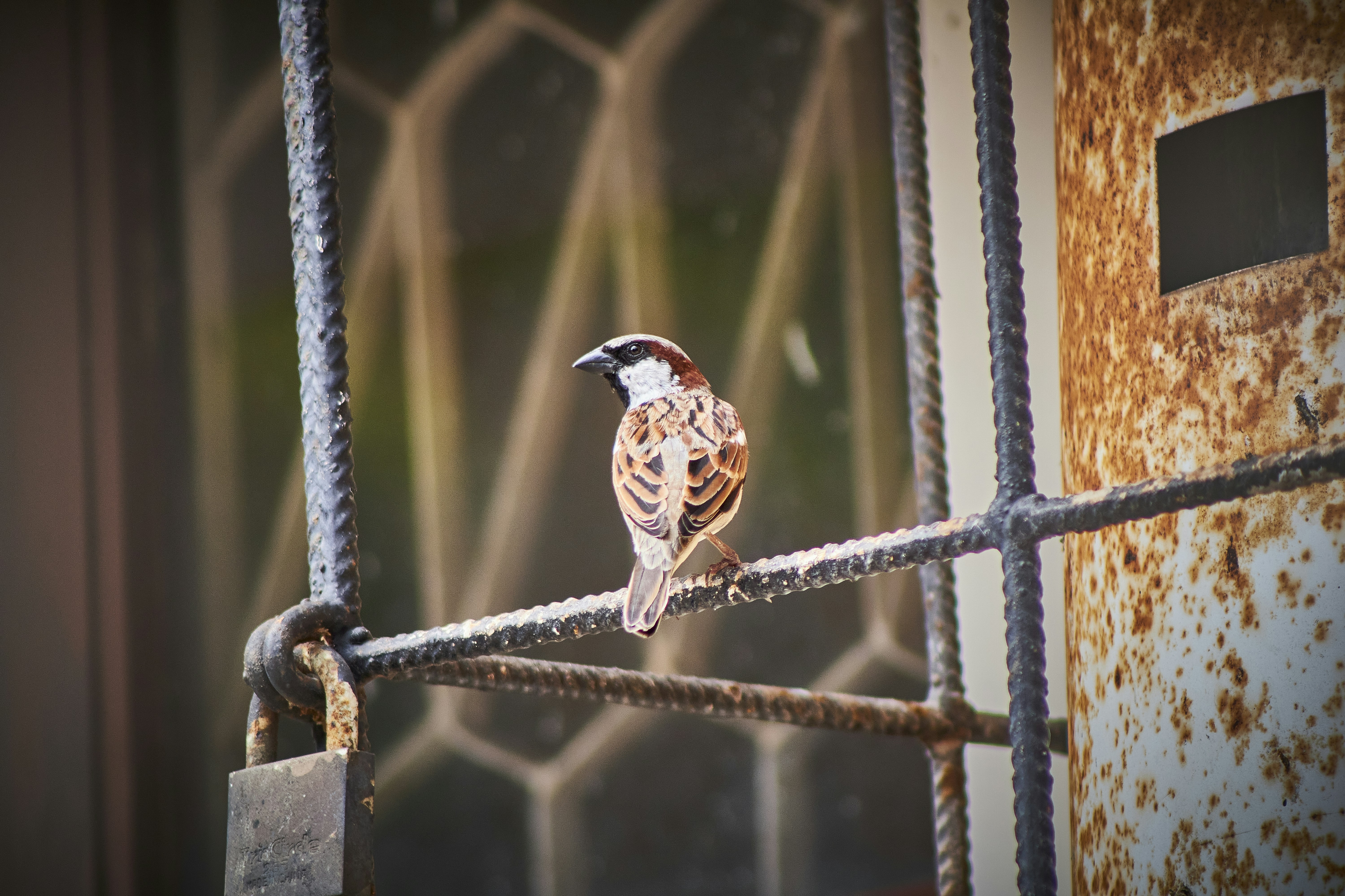 Sparrow perched on a rusted metal bar against a blurred industrial background.