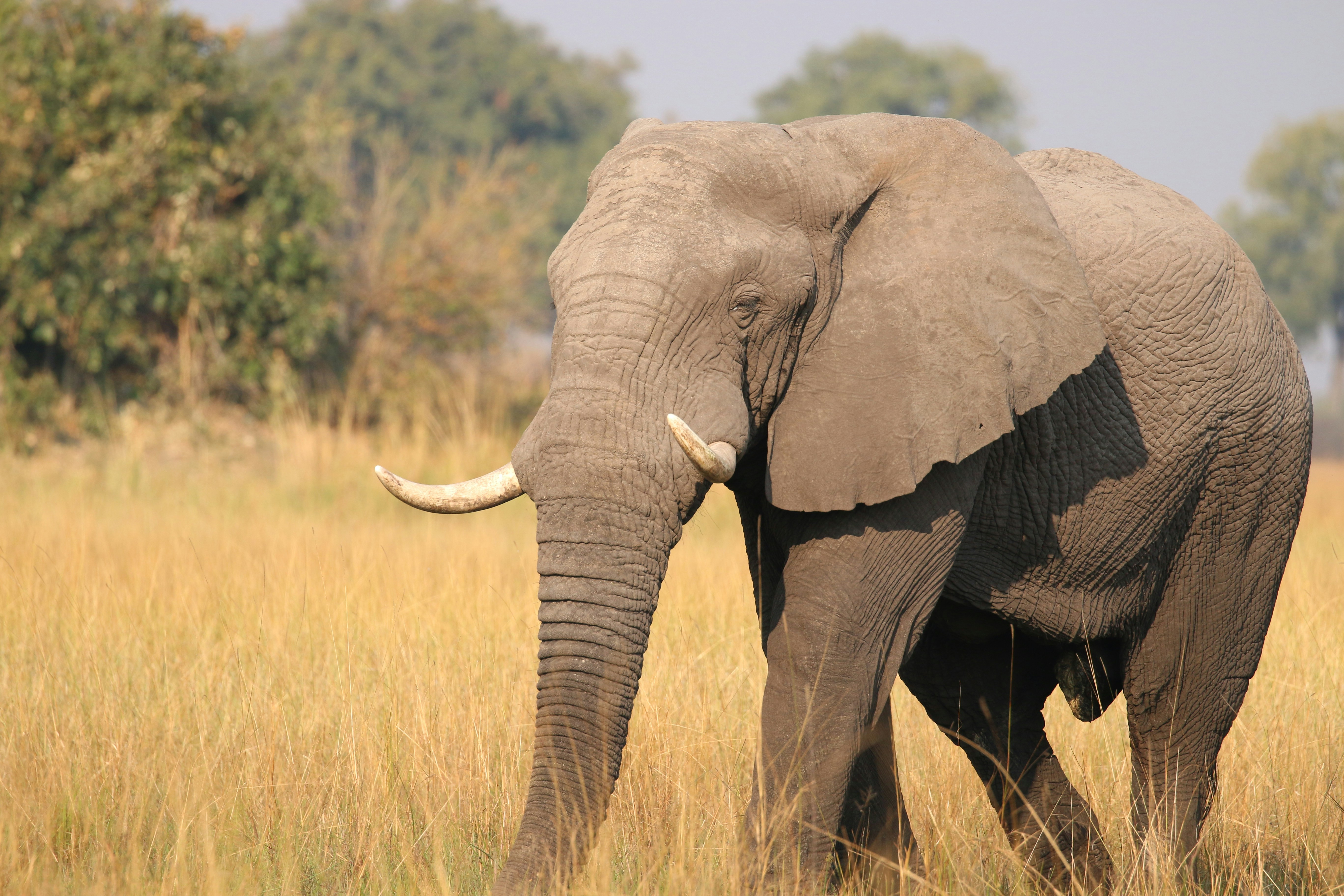 An elephant standing in a grassy field with trees in the background ...