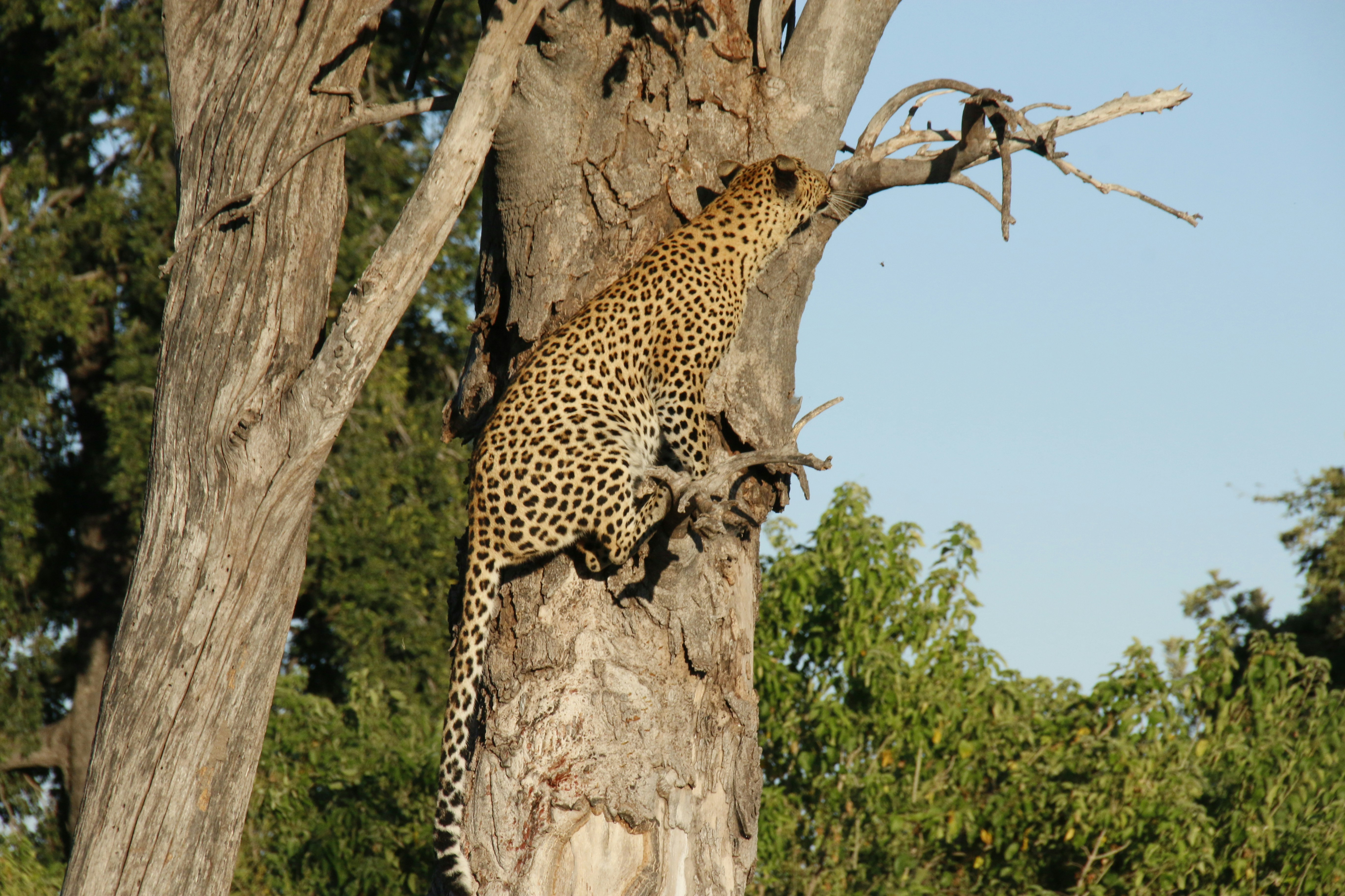 A leopard climbing up the side of a tree photo – Free Leopard Image on ...