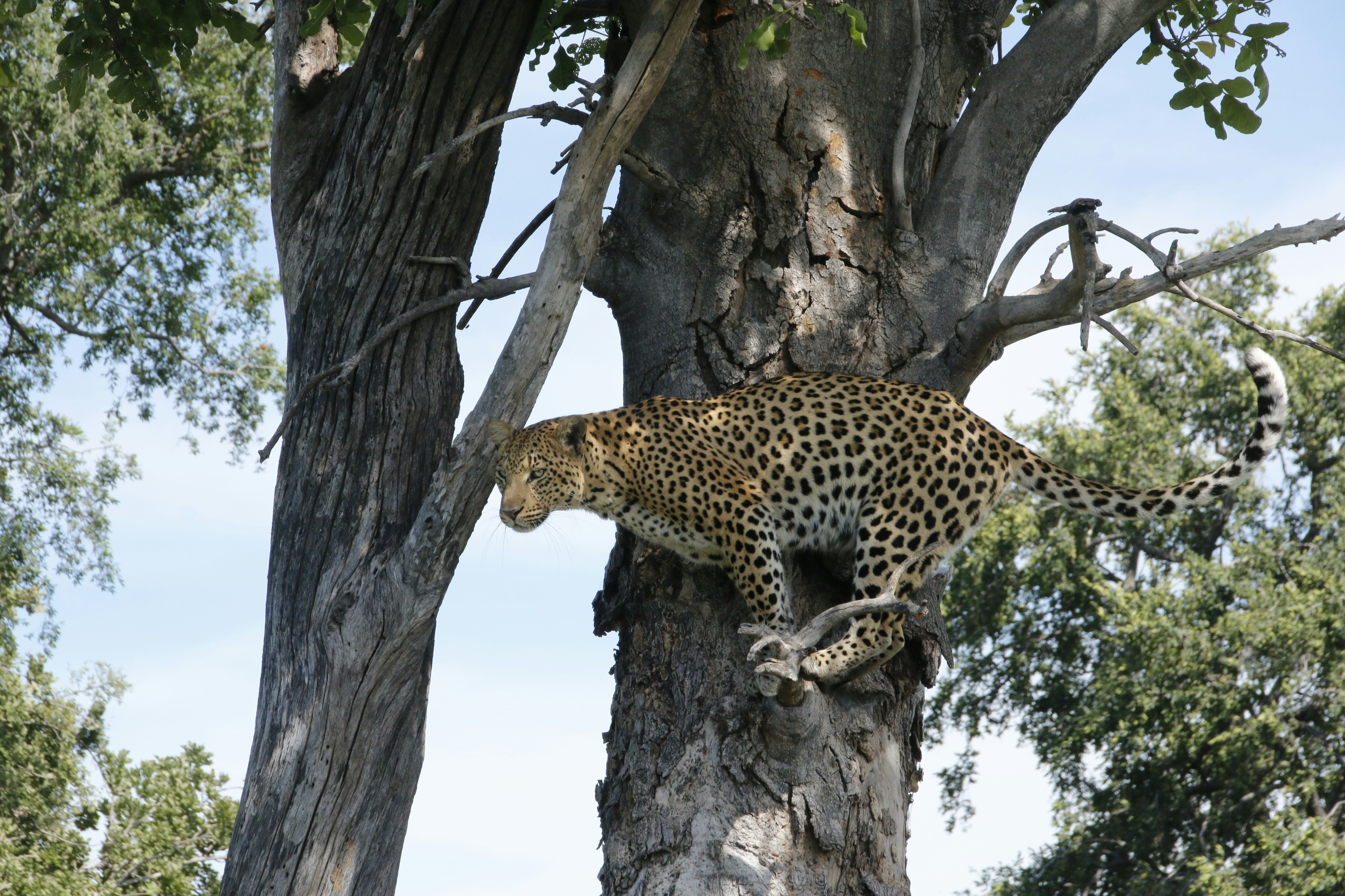 A leopard climbing up the side of a tree photo – Free Leopard Image on ...