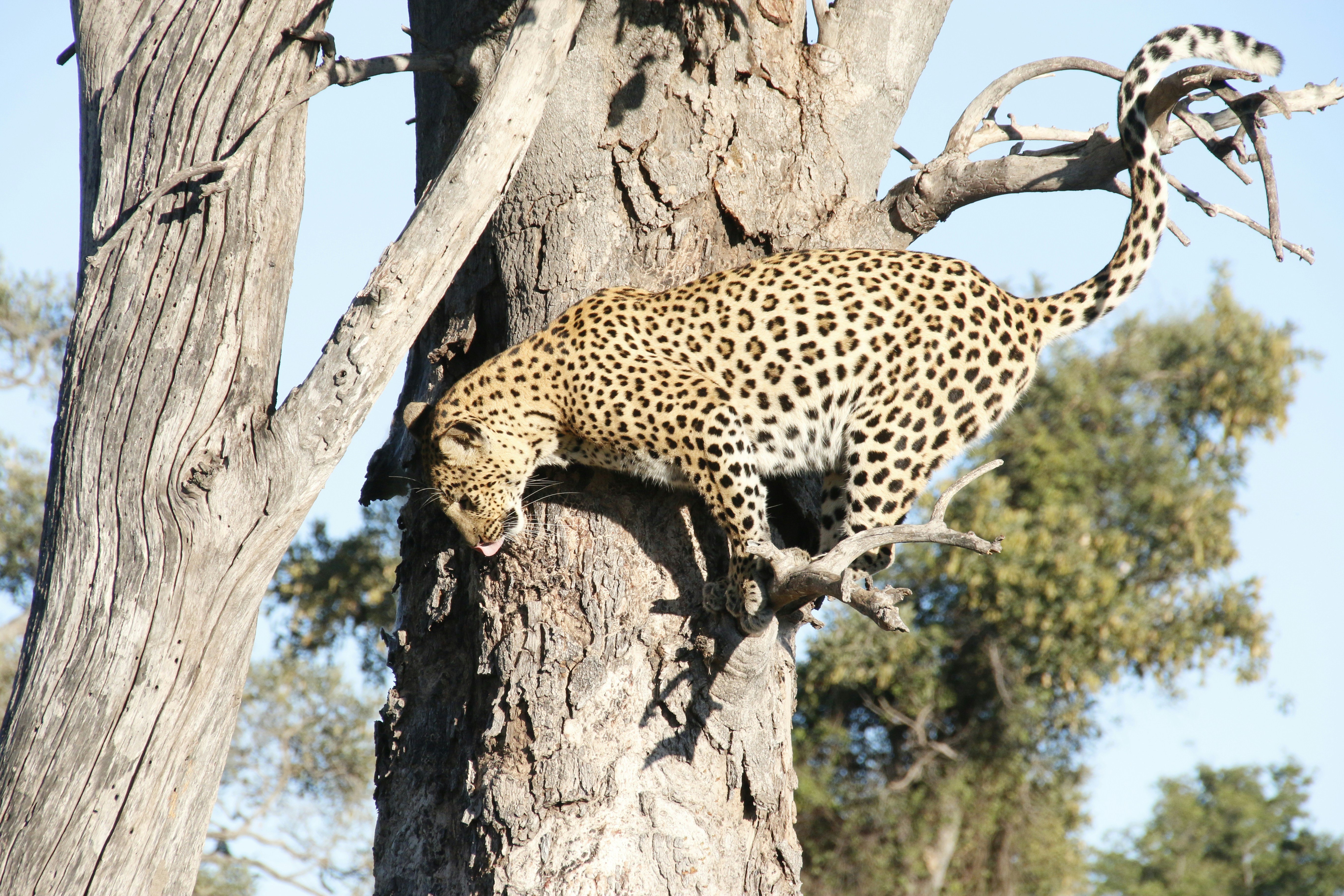 A leopard climbing up a tree in a forest photo – Free Leopard Image on ...