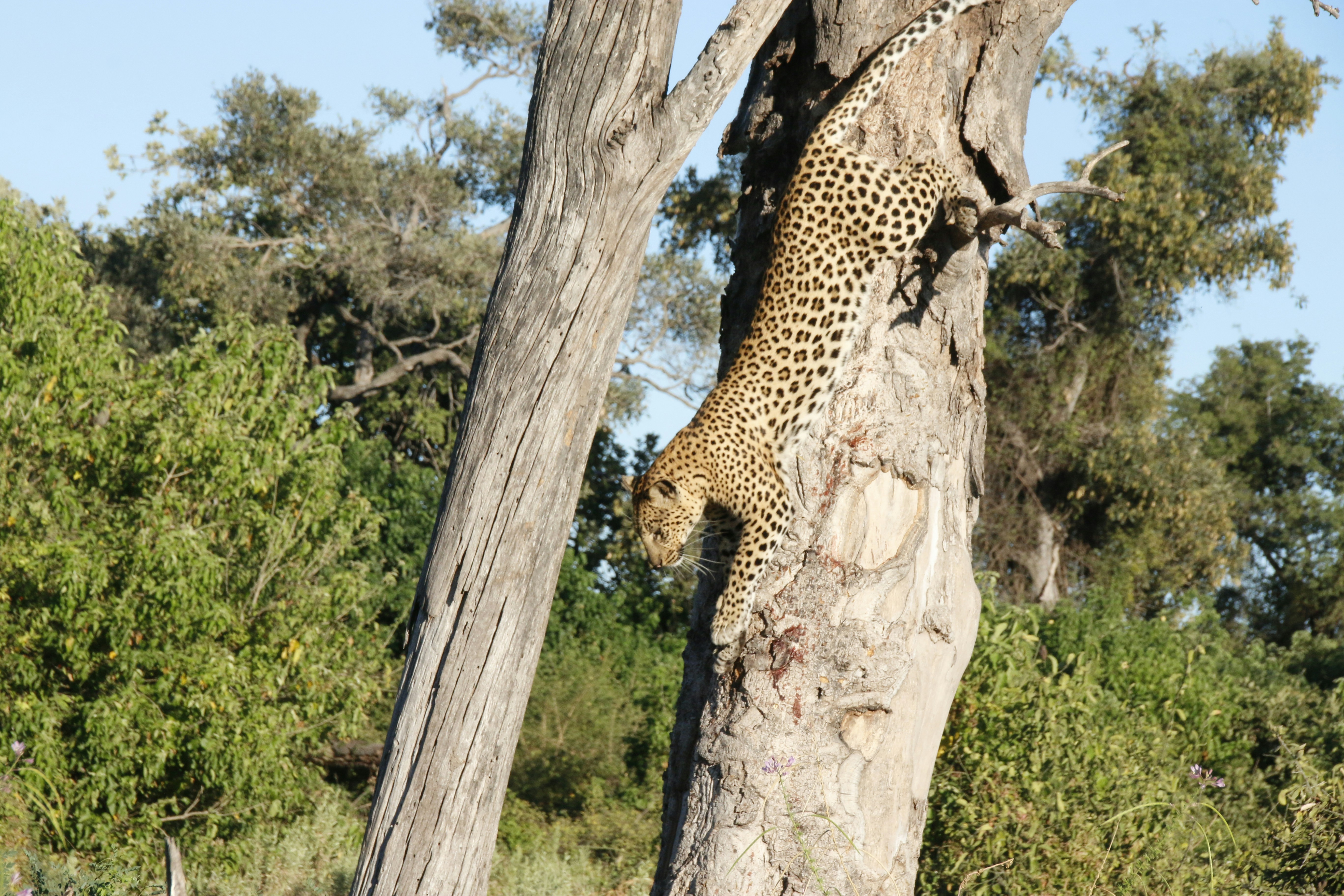 A leopard climbing up a tree in a forest photo – Free Leopard Image on ...