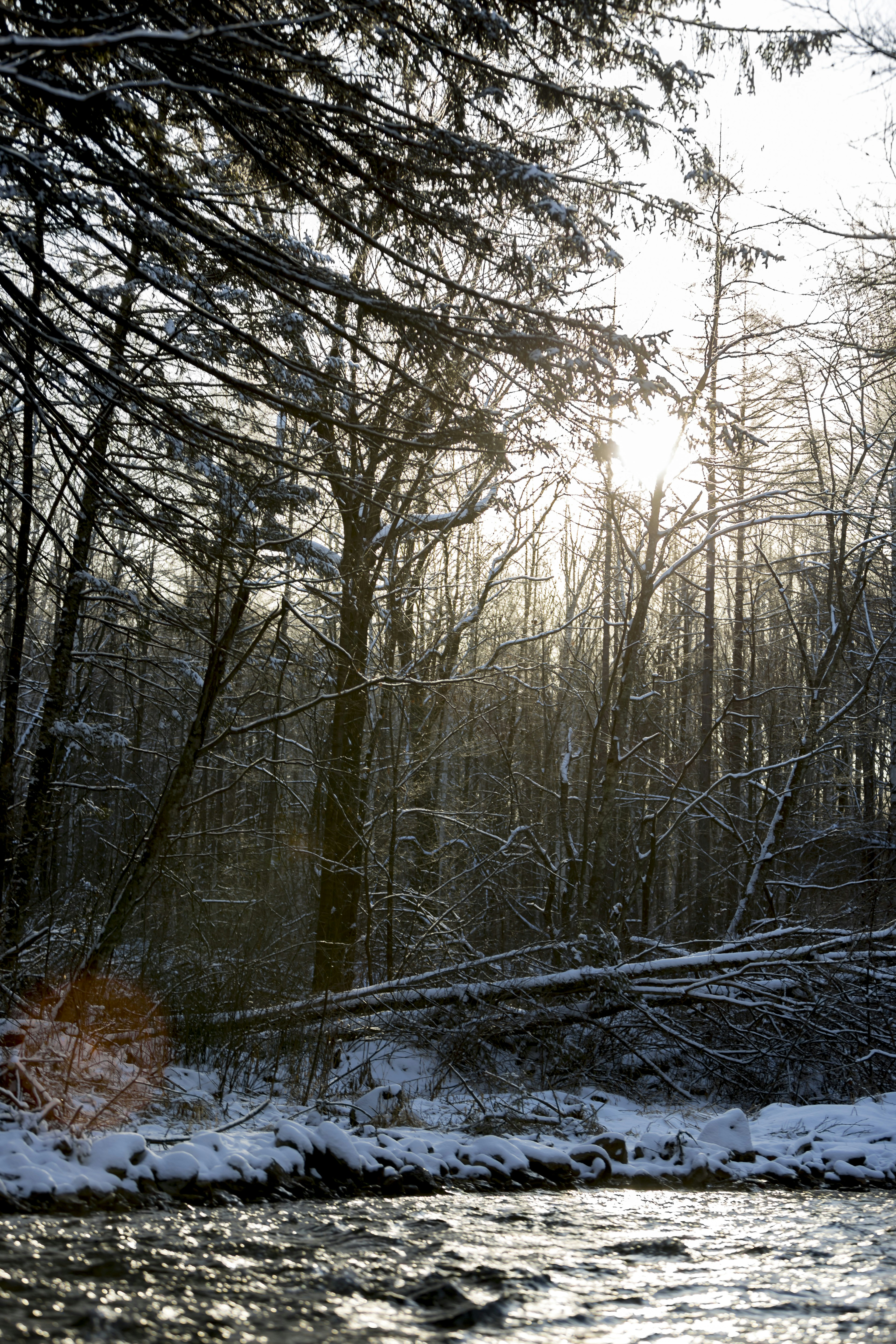 Sunlight filters through snow-laden trees, illuminating a serene forest scene beside a flowing river. The tranquil atmosphere captures the essence of winter's beauty.