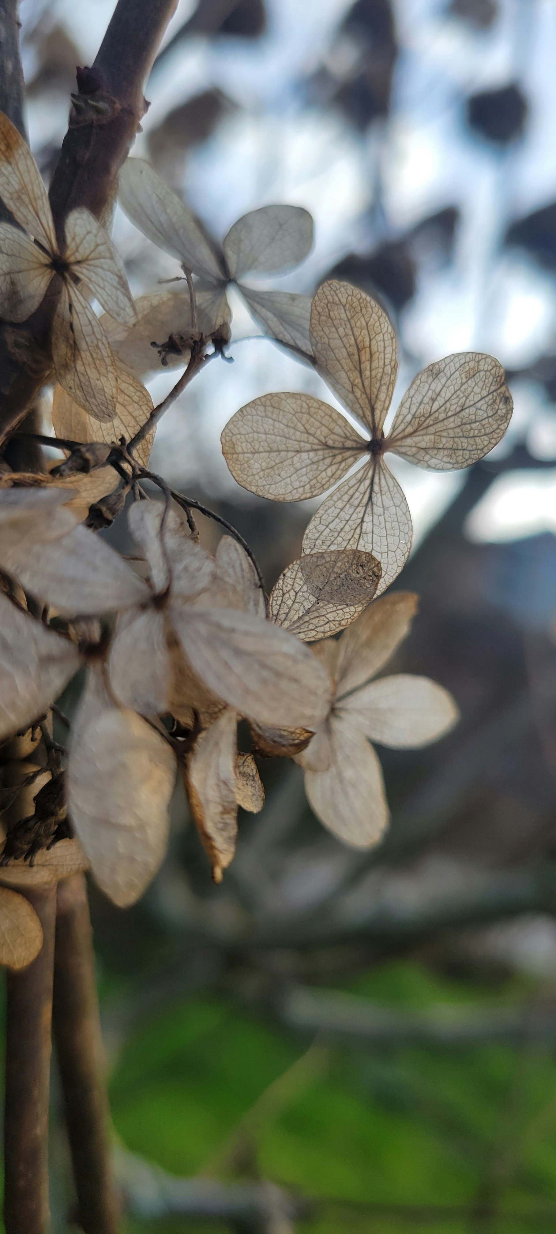 Petal Lace in Soft Focus: a close-up of dried hydrangea blossoms