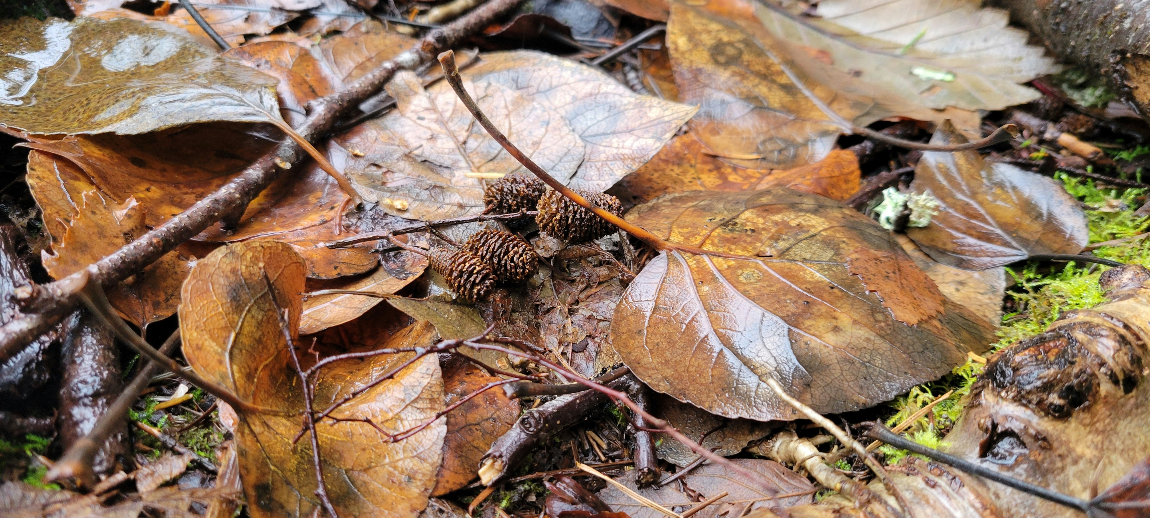 Autumn Floor: A Carpet of Wet Leaves and Moss