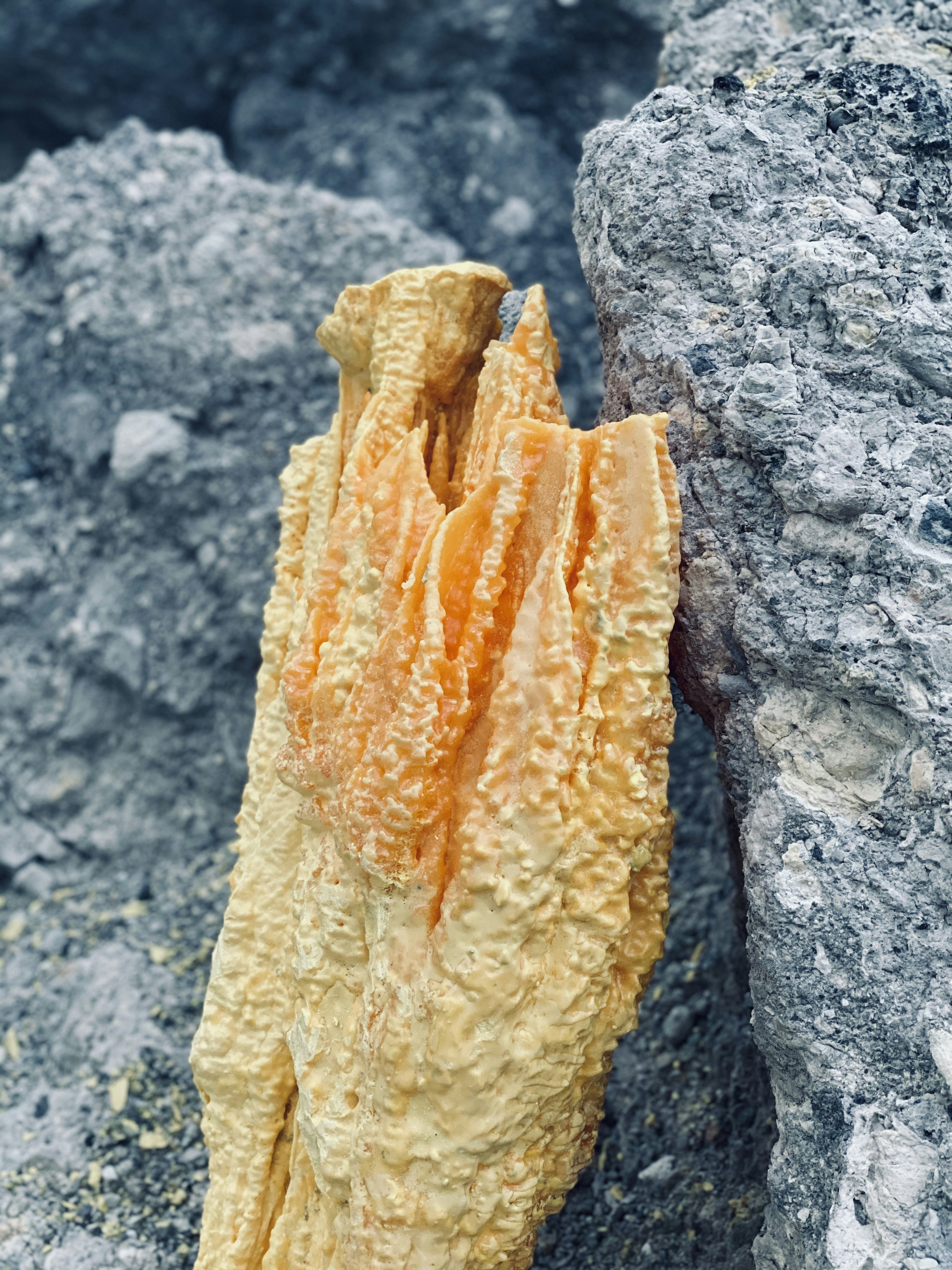 Nature's Textured Sculpture: The Orange Vein