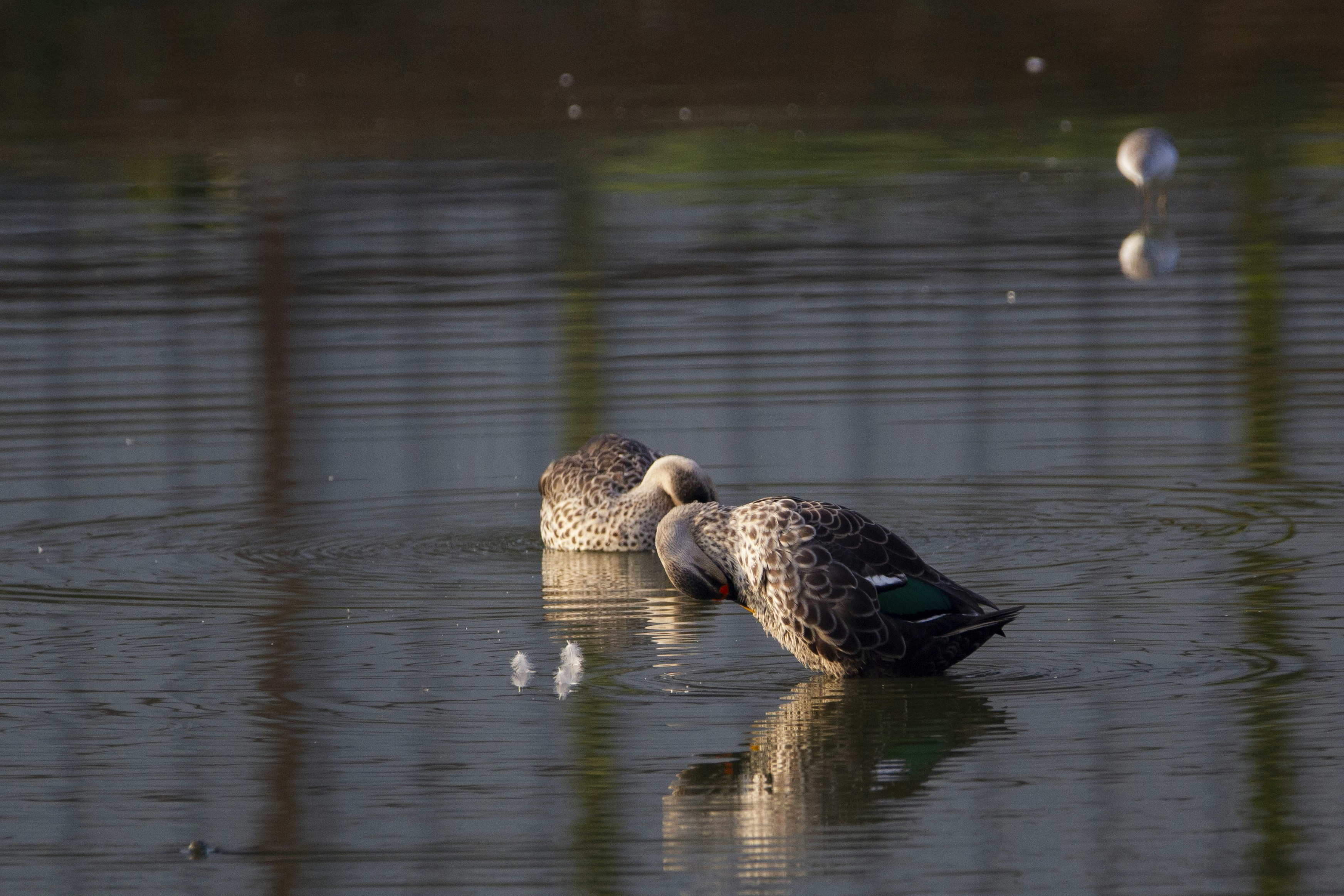 Mirror-Quiet Preen: A Duo of Ducks on a Glassy Pond