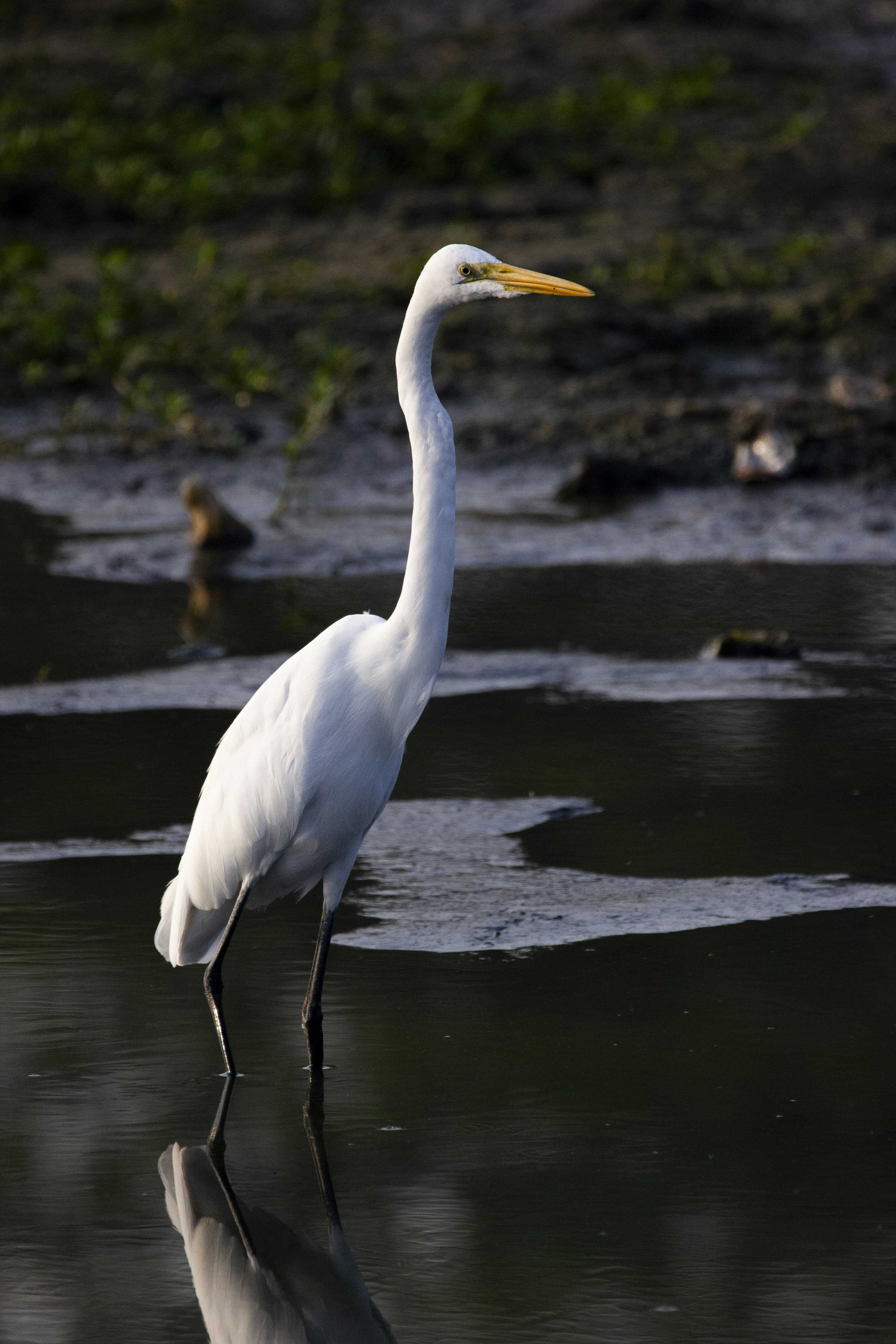 A great egret standing gracefully in shallow water, its reflection mirrored on the surface. The serene environment highlights the bird's striking features.