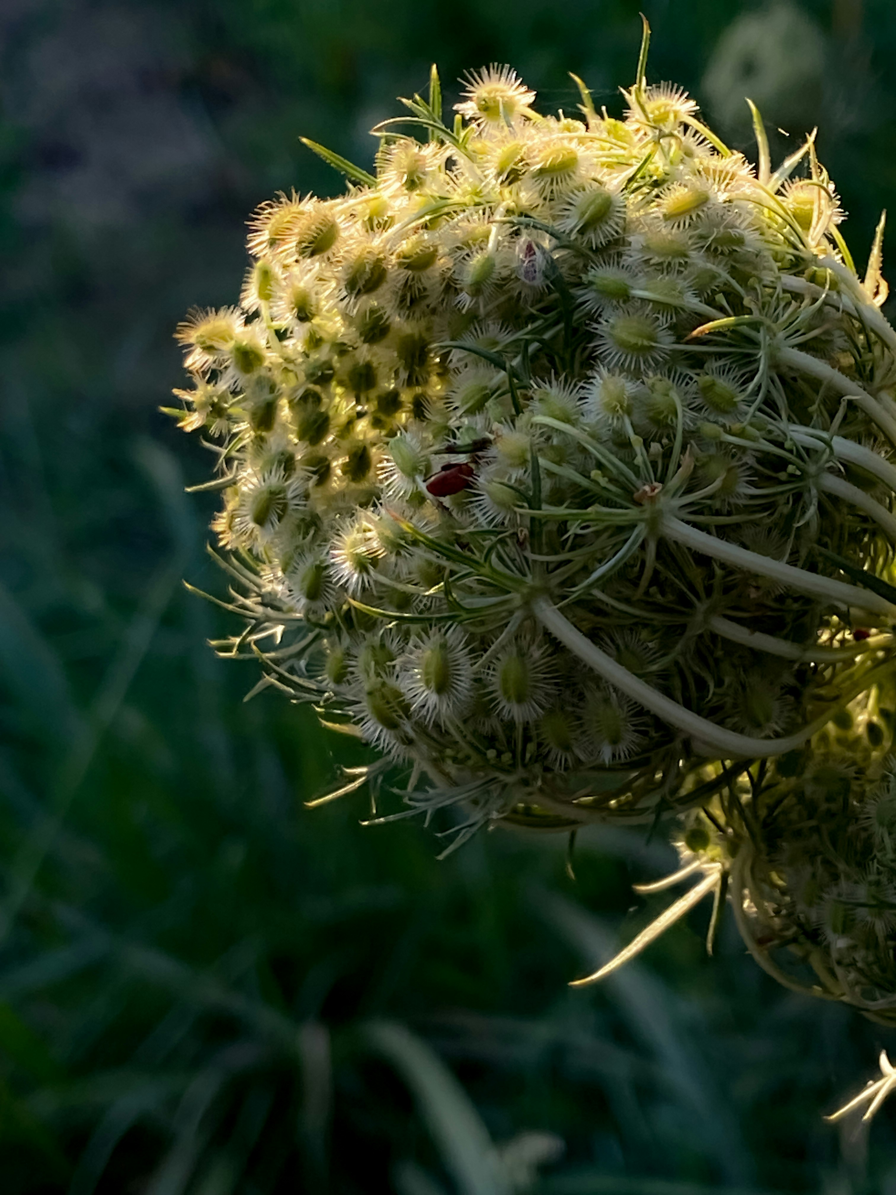 Sunlit Allium Orb: A Macro Portrait of a Spiky Seedhead