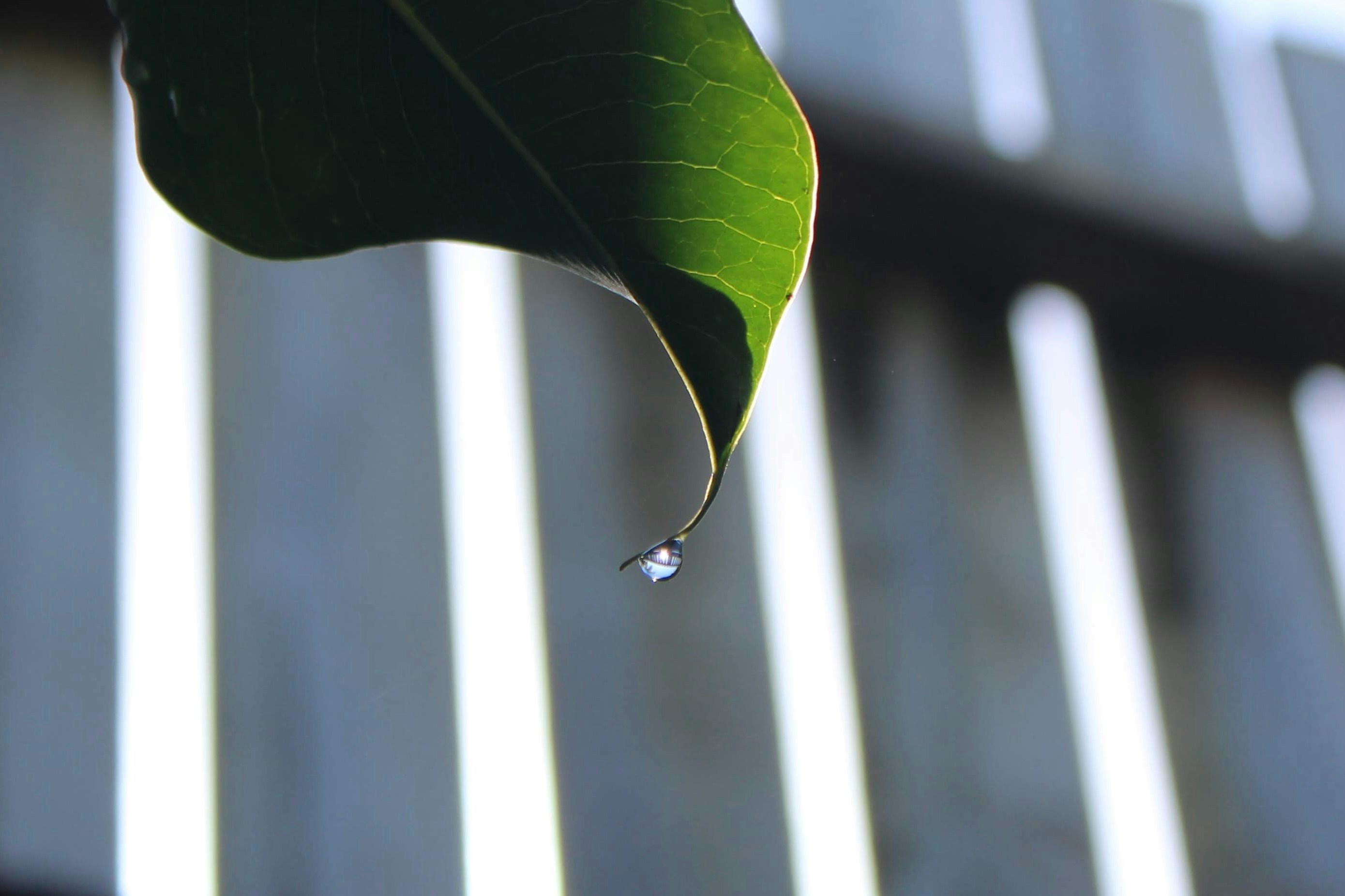 A green leaf with a drop of water on it photo – Free Leaf Image on Unsplash