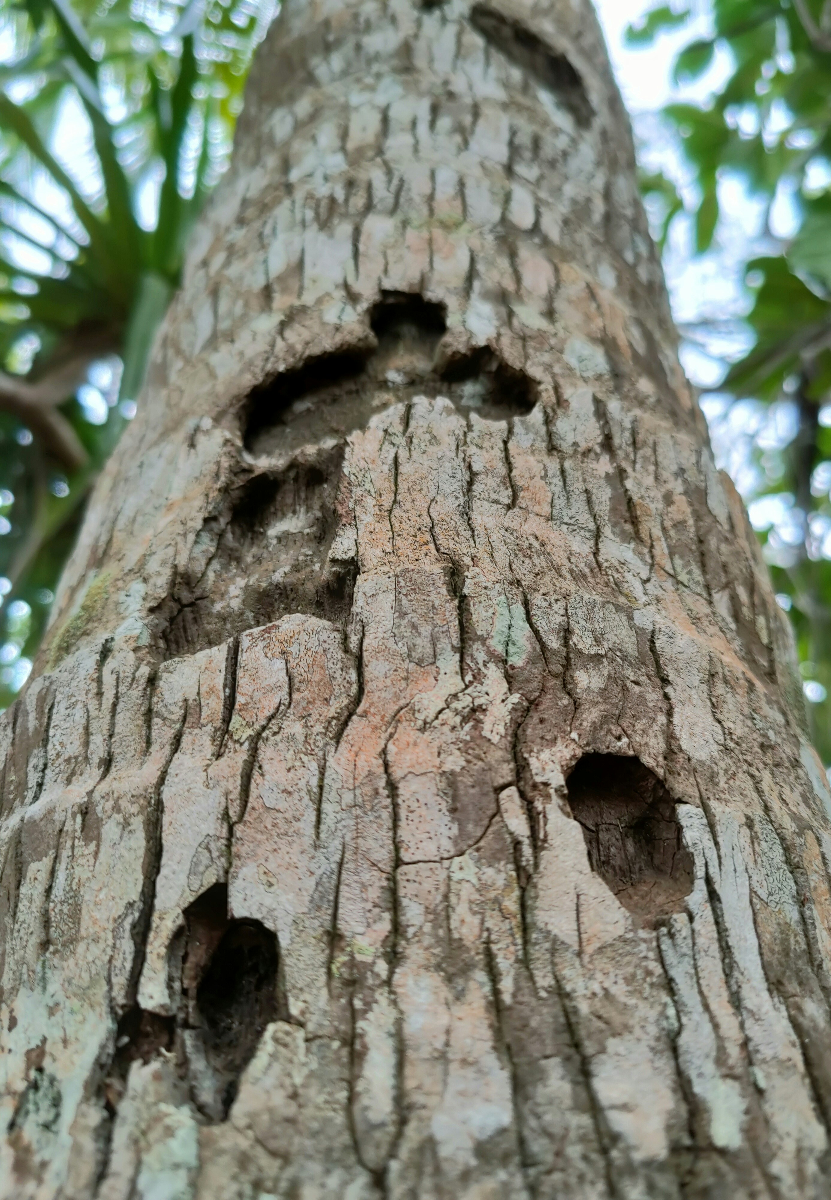 Heartwood and Patina: Tree Trunk Carved by Time