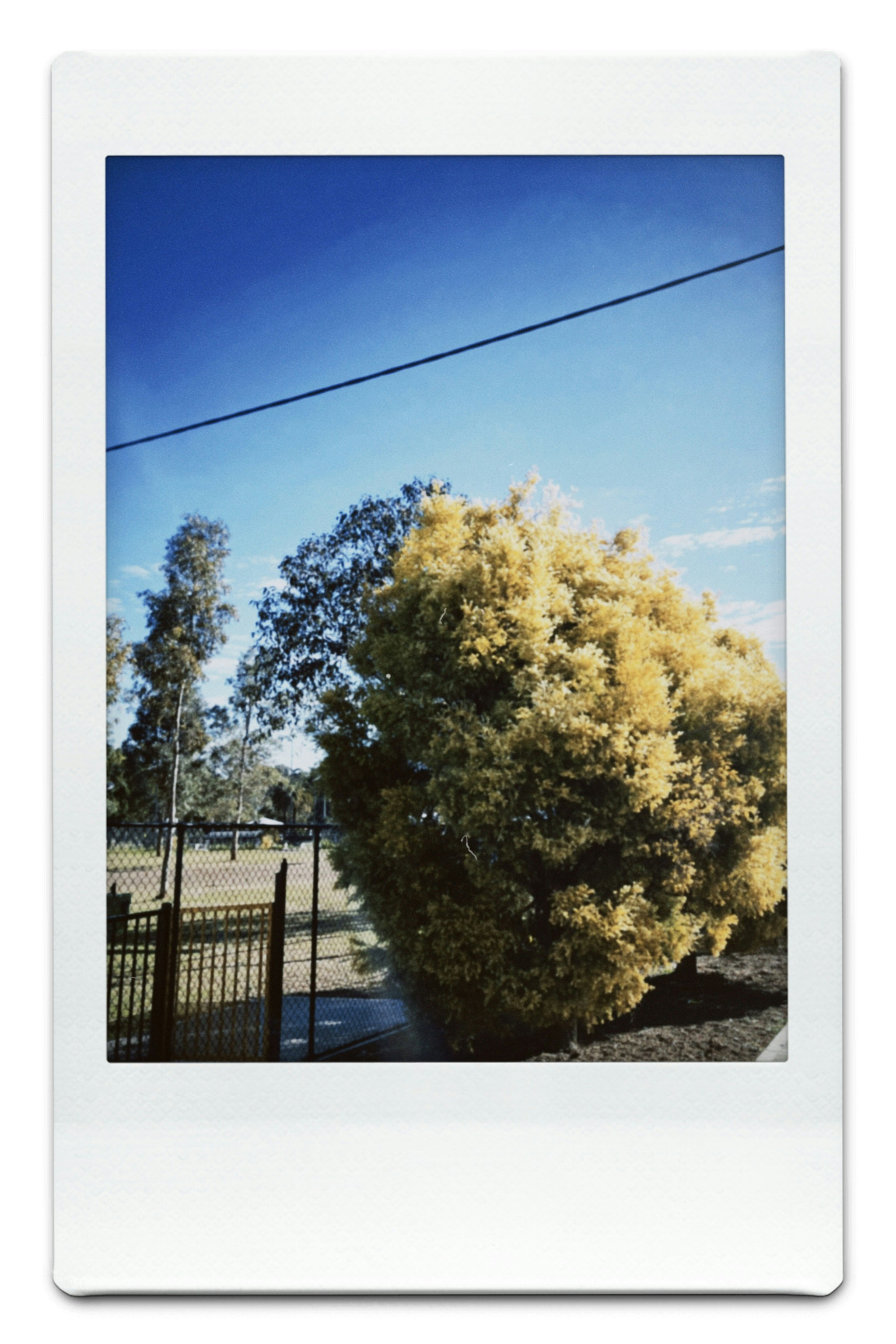 Amber Canopy by a Chain-Link Fence Under a Brilliant Blue Sky
