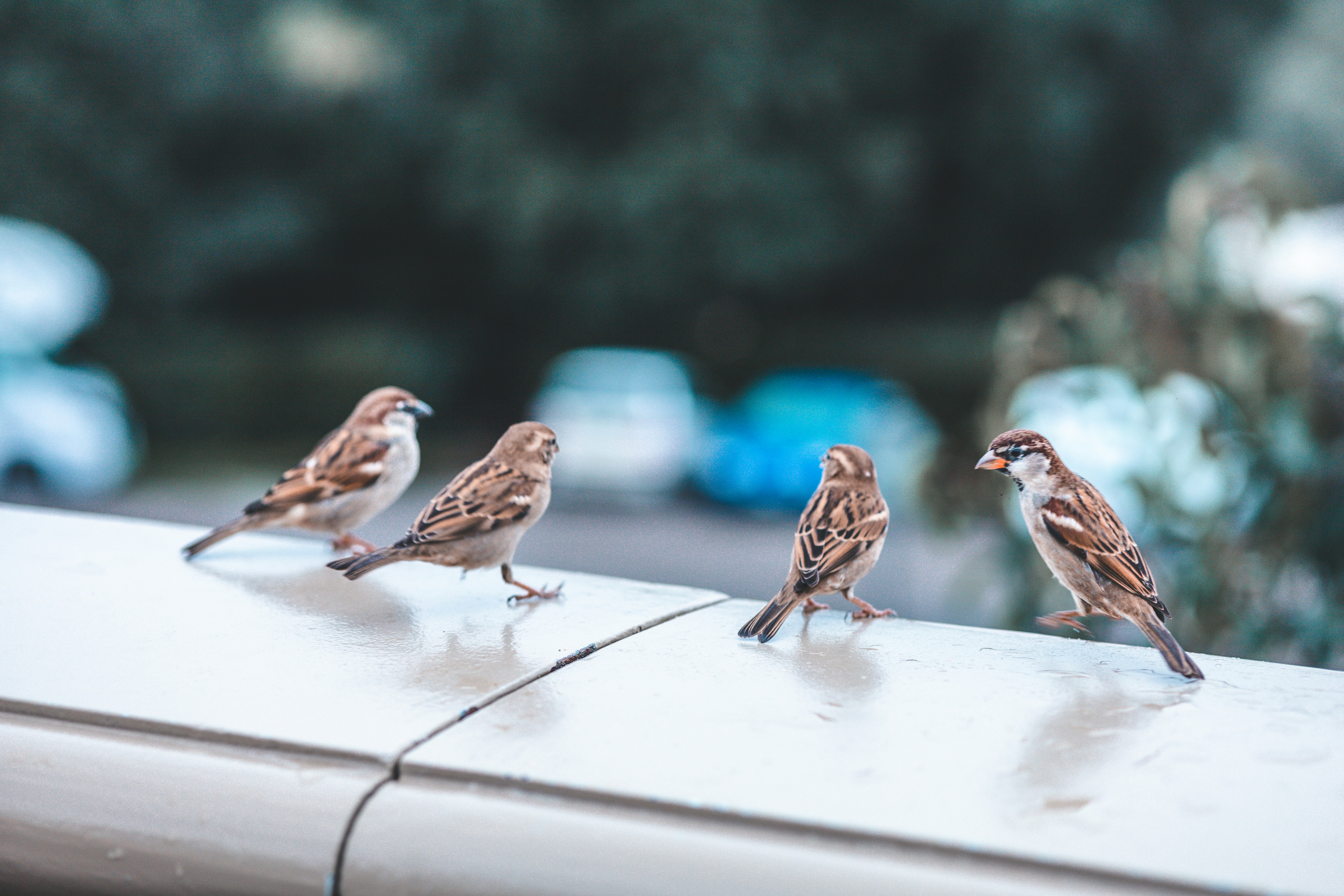 Hushed Quartet on a Glossy Car Hood