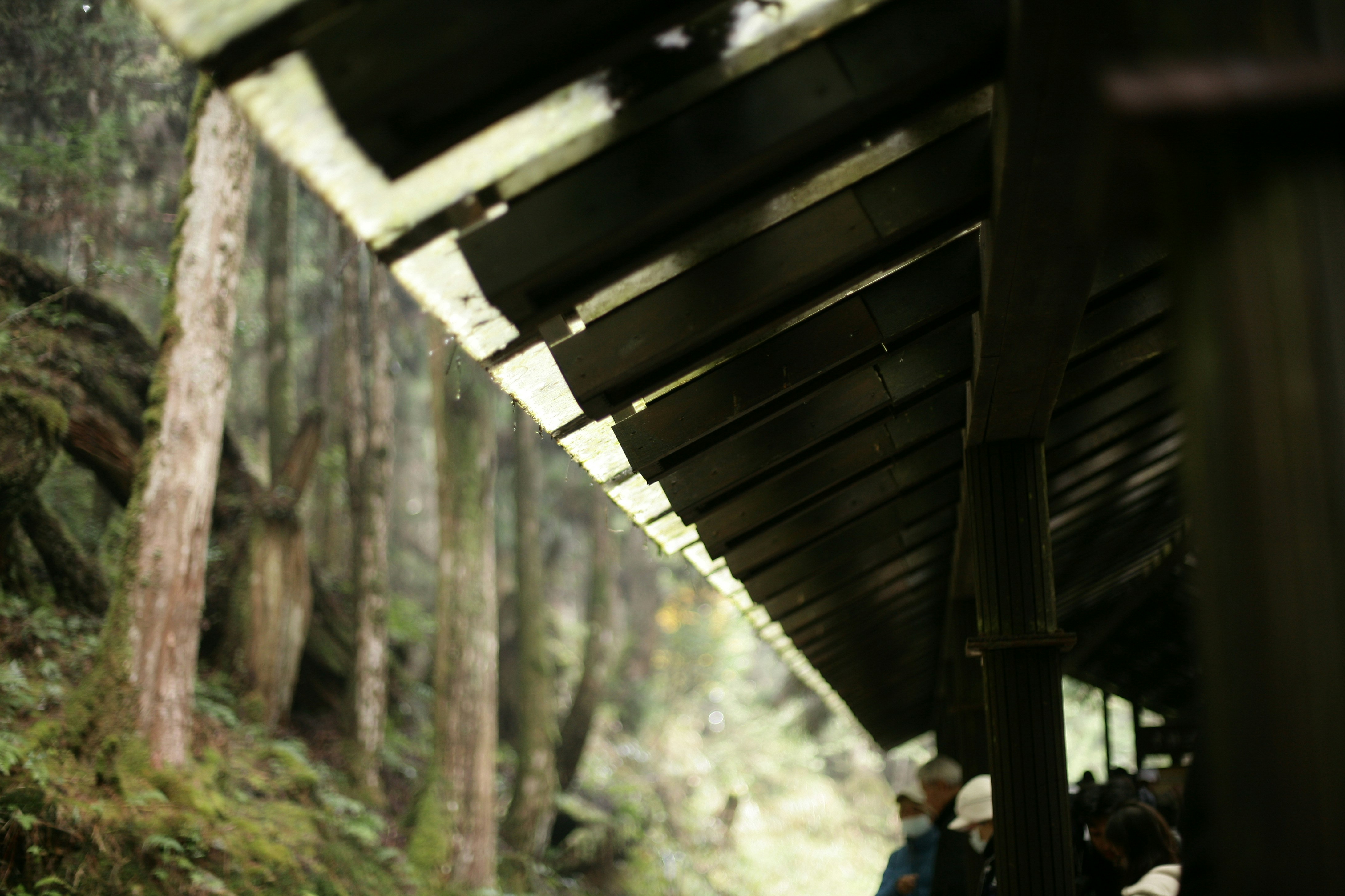 Timber Corridor in the Woods: A Slanted Roof Framing a Quiet Forest Walk