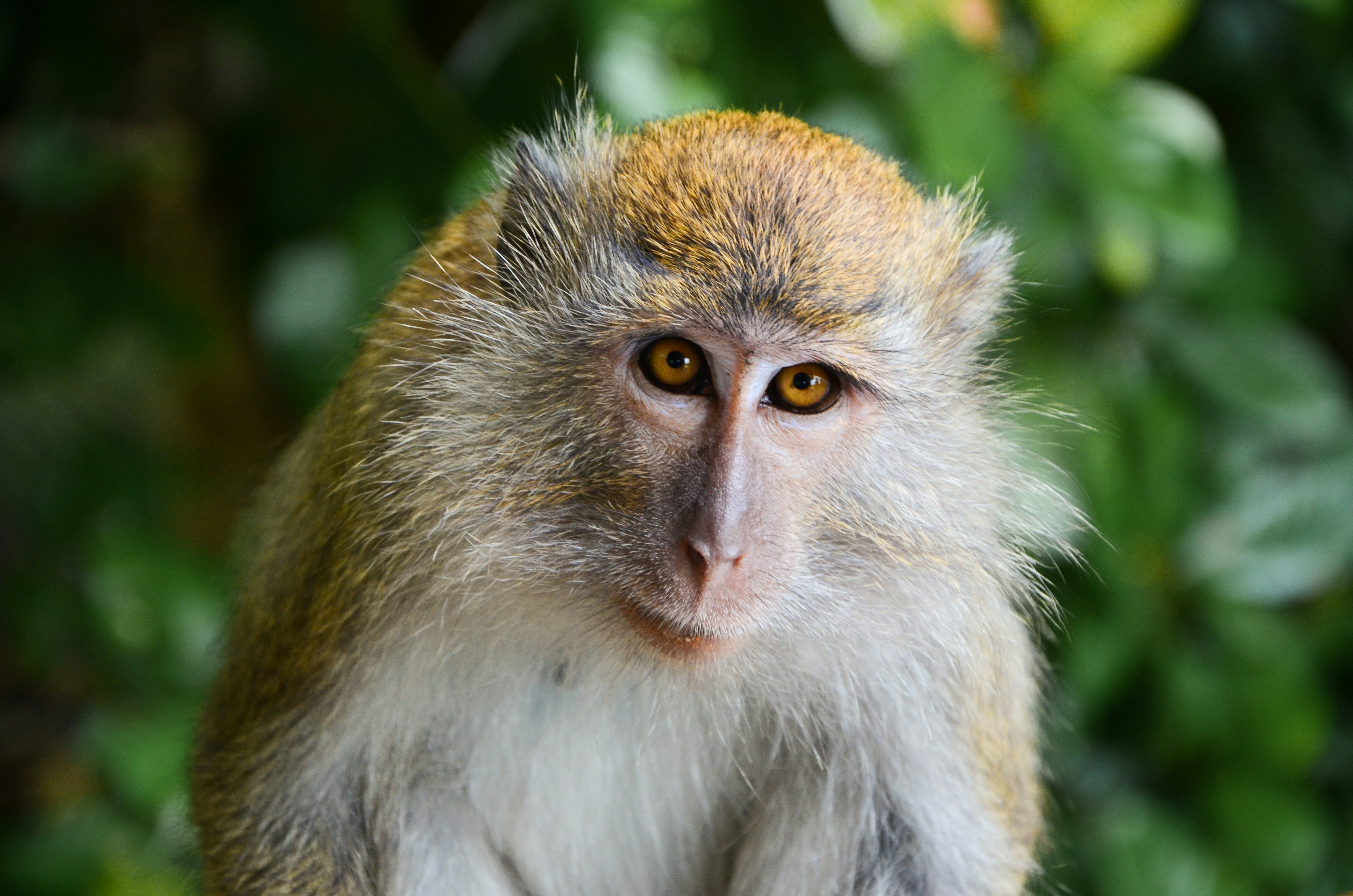 A close up of a monkey with a blurry background photo – Free Monkey ...