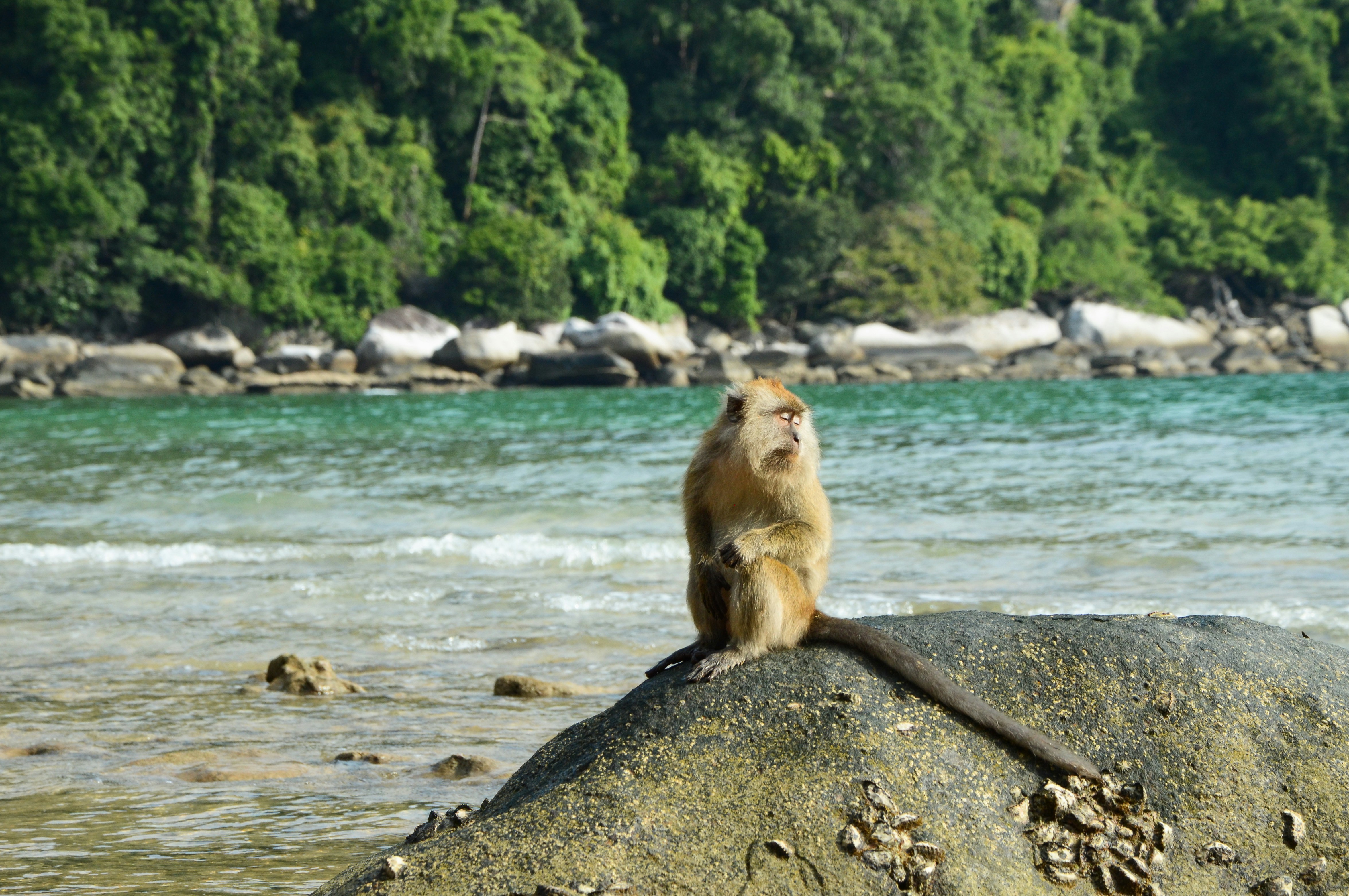 A monkey perched on a rock by the sea, gazing thoughtfully at the tranquil waters and lush greenery in the background.