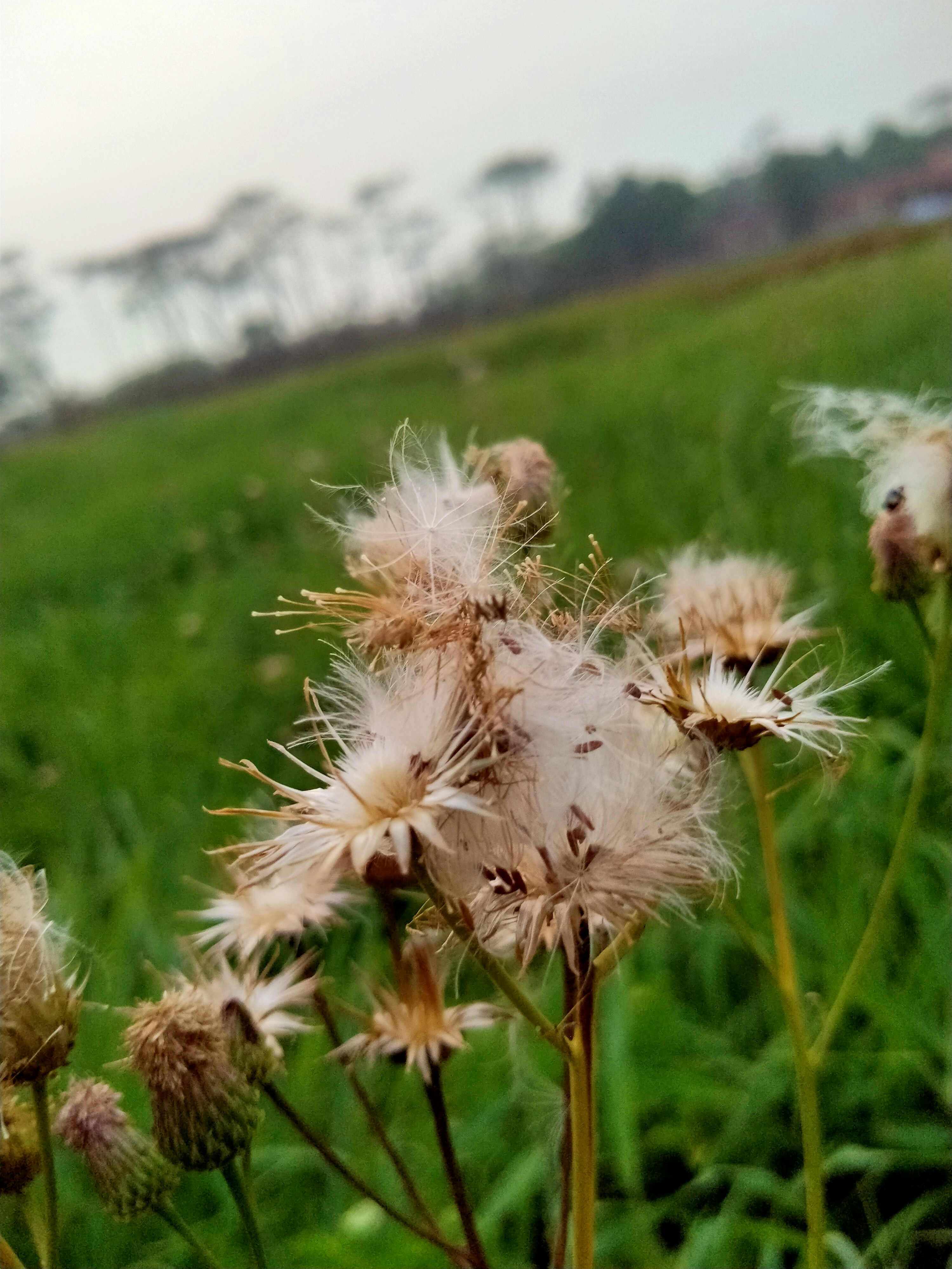 Dandelion Seeds in a Quiet Field at Dusk