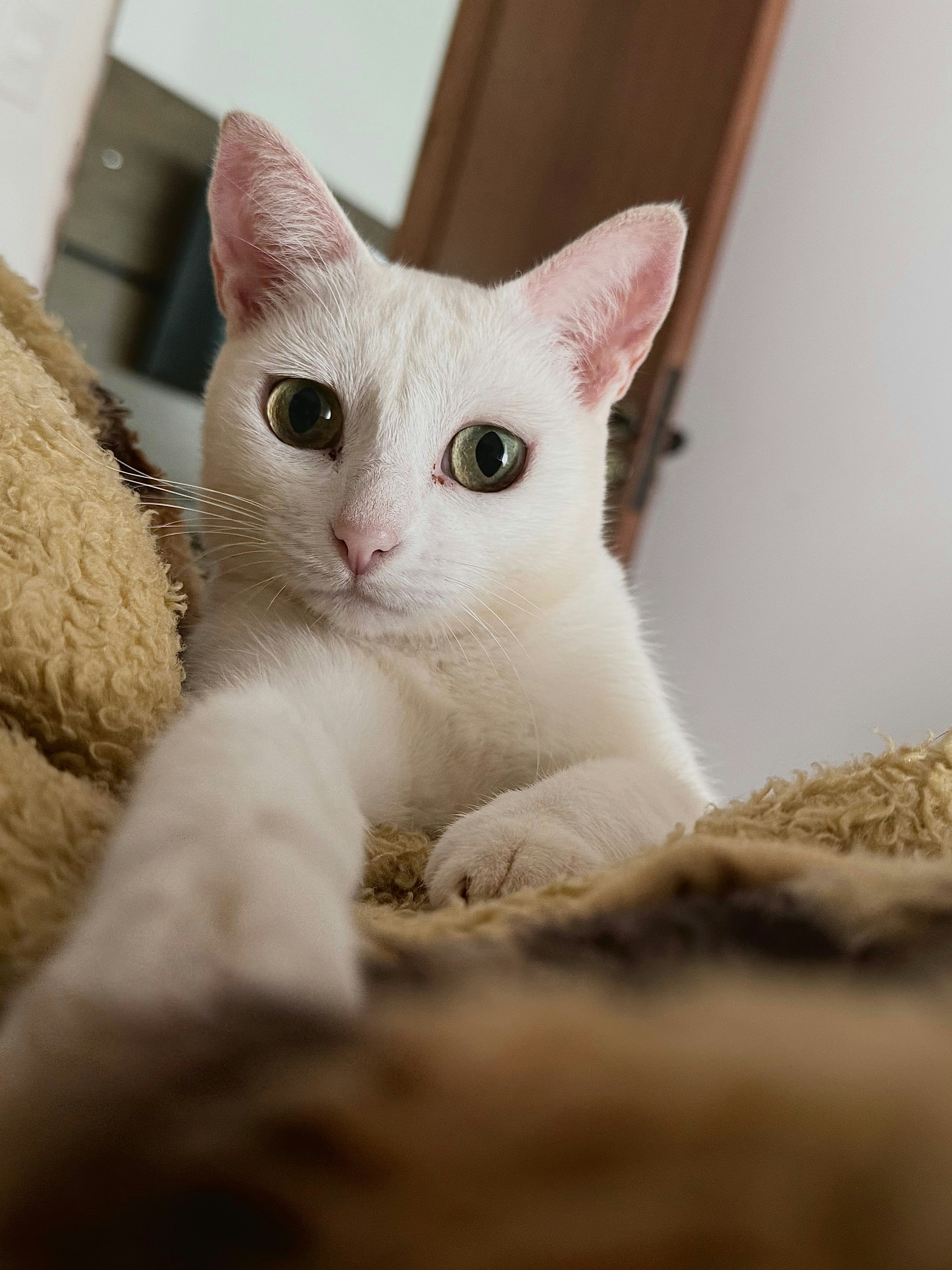 Gentle Paws and Curious Eyes