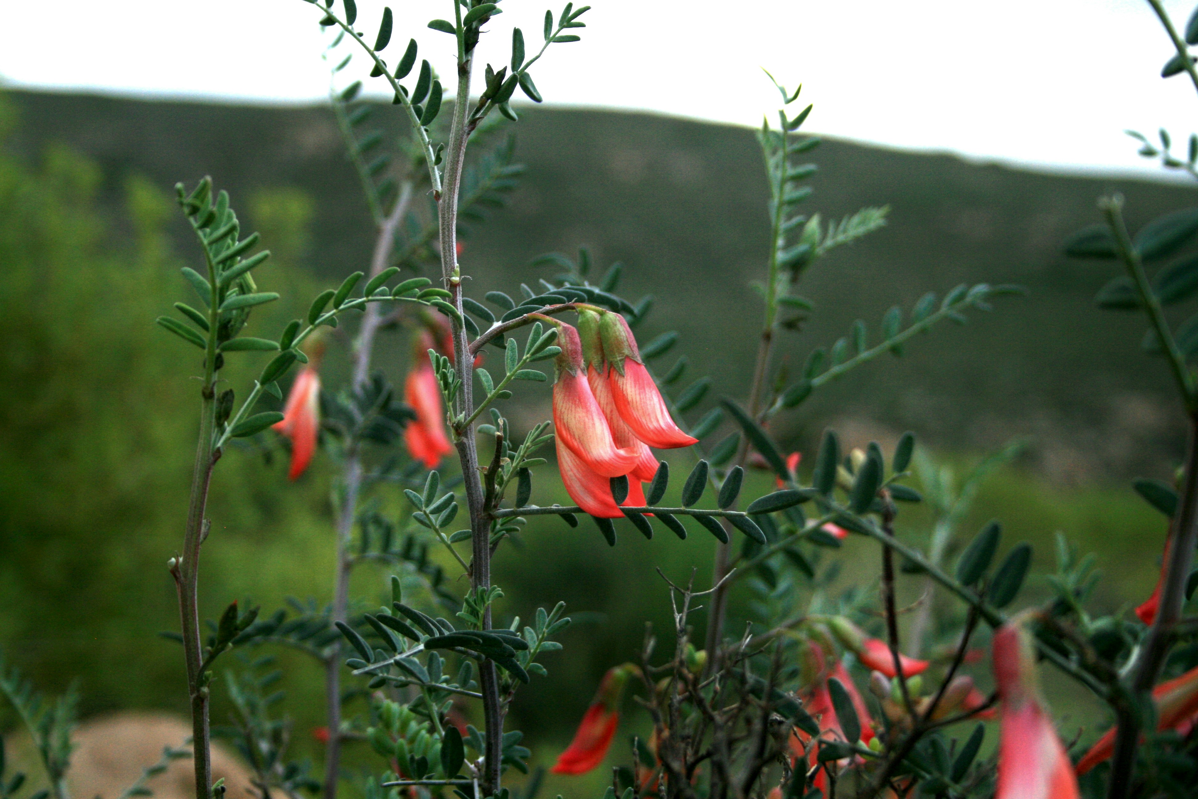Pink wildflowers with slender petals against a backdrop of lush green foliage and distant hills.