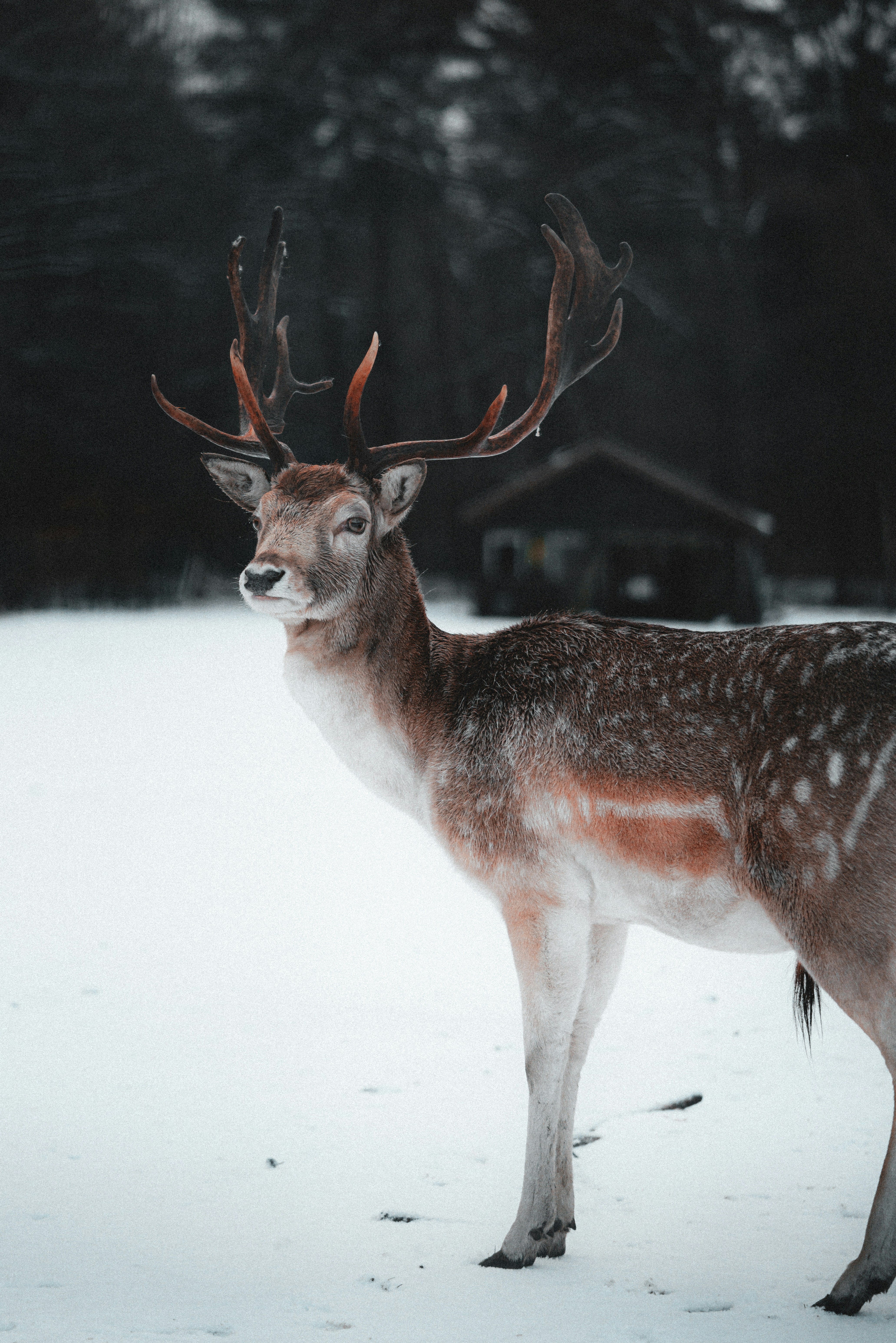 A deer with antlers standing in the snow photo – Free Mammal Image on ...