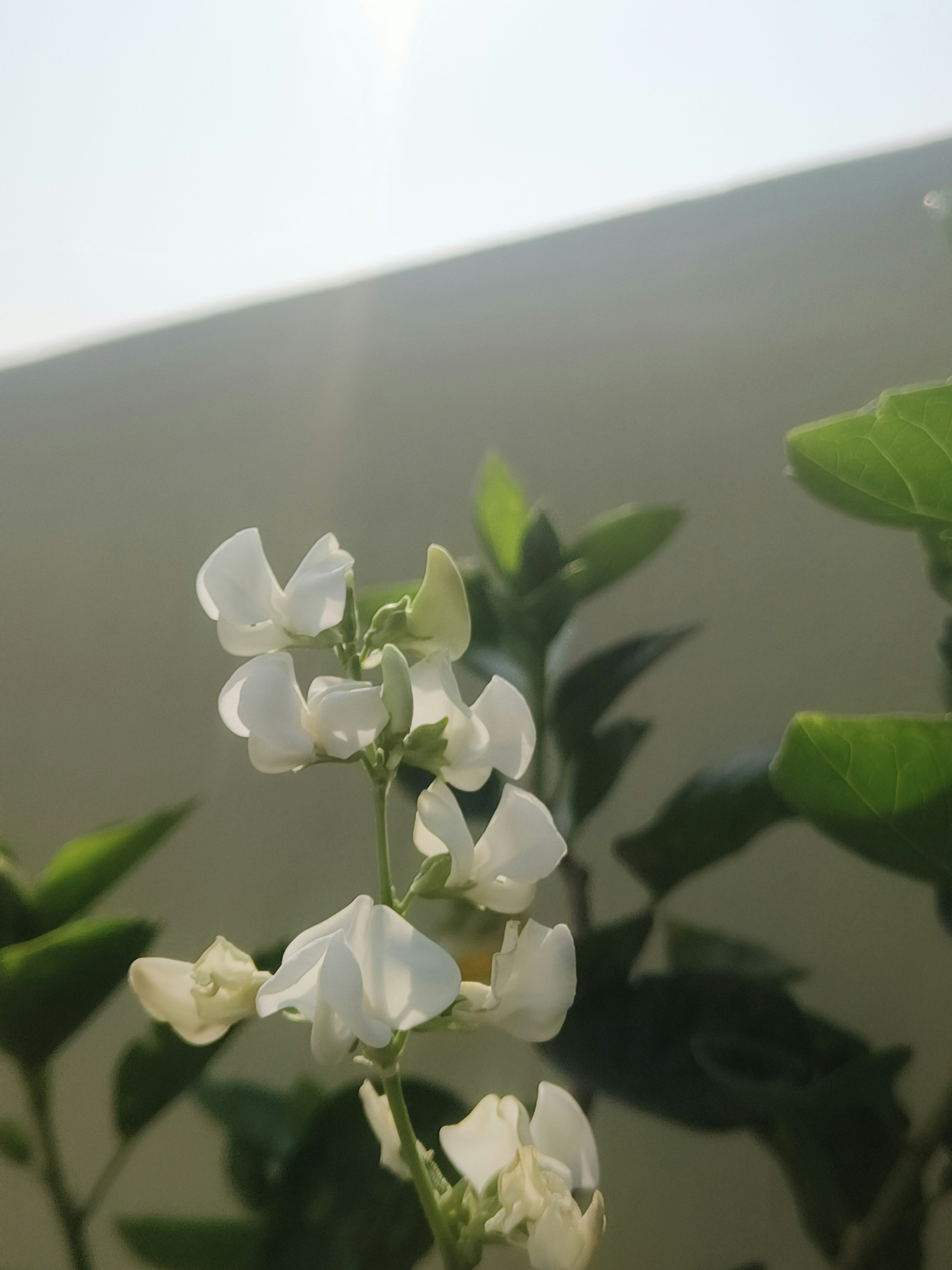 Cascading white blossoms brighten a sunlit scene against a neutral wall with green leaves in the background.