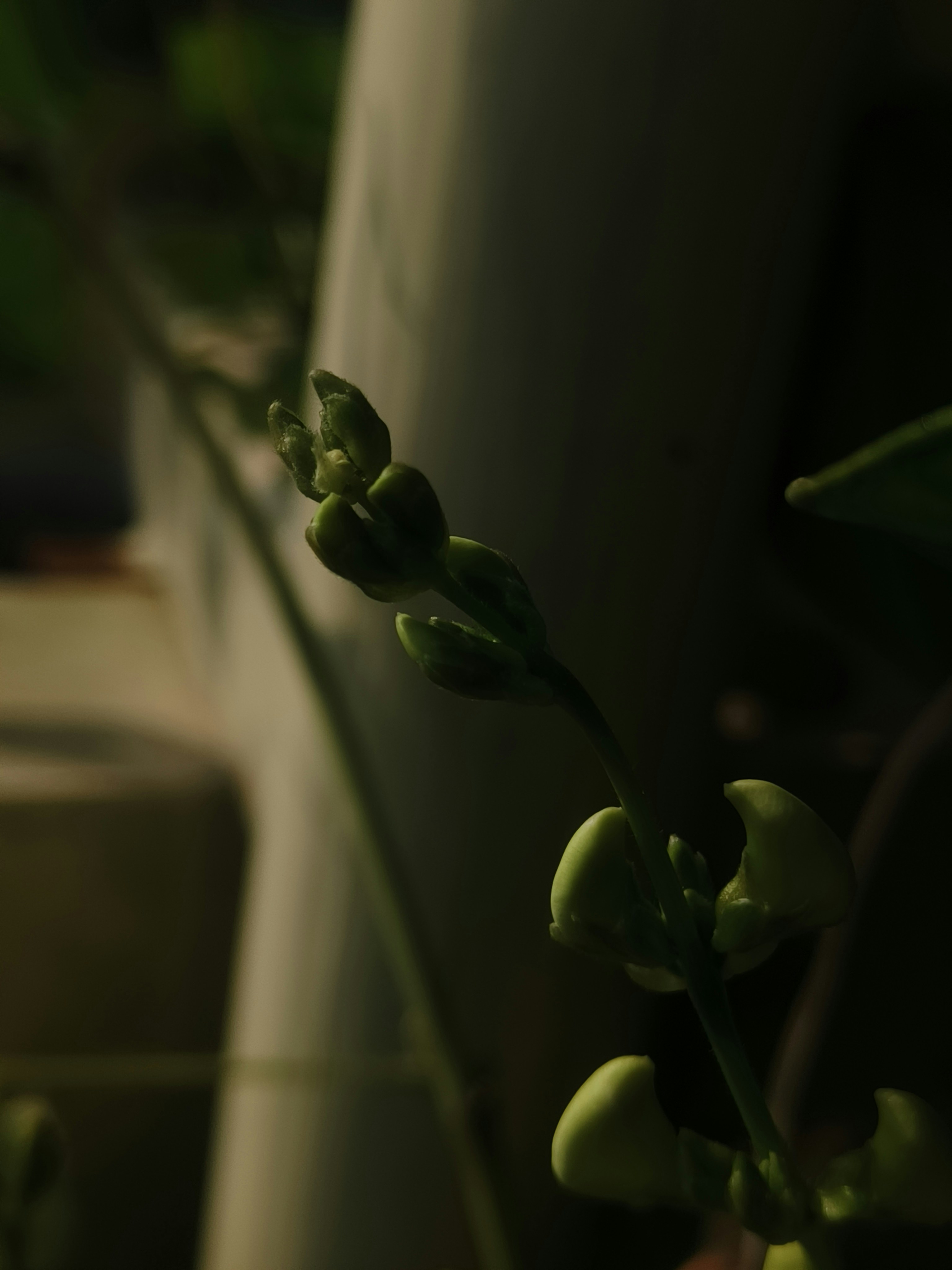 Close-up photograph of a green plant stem with tight buds emerging in low light, emphasizing texture and subtle depth.