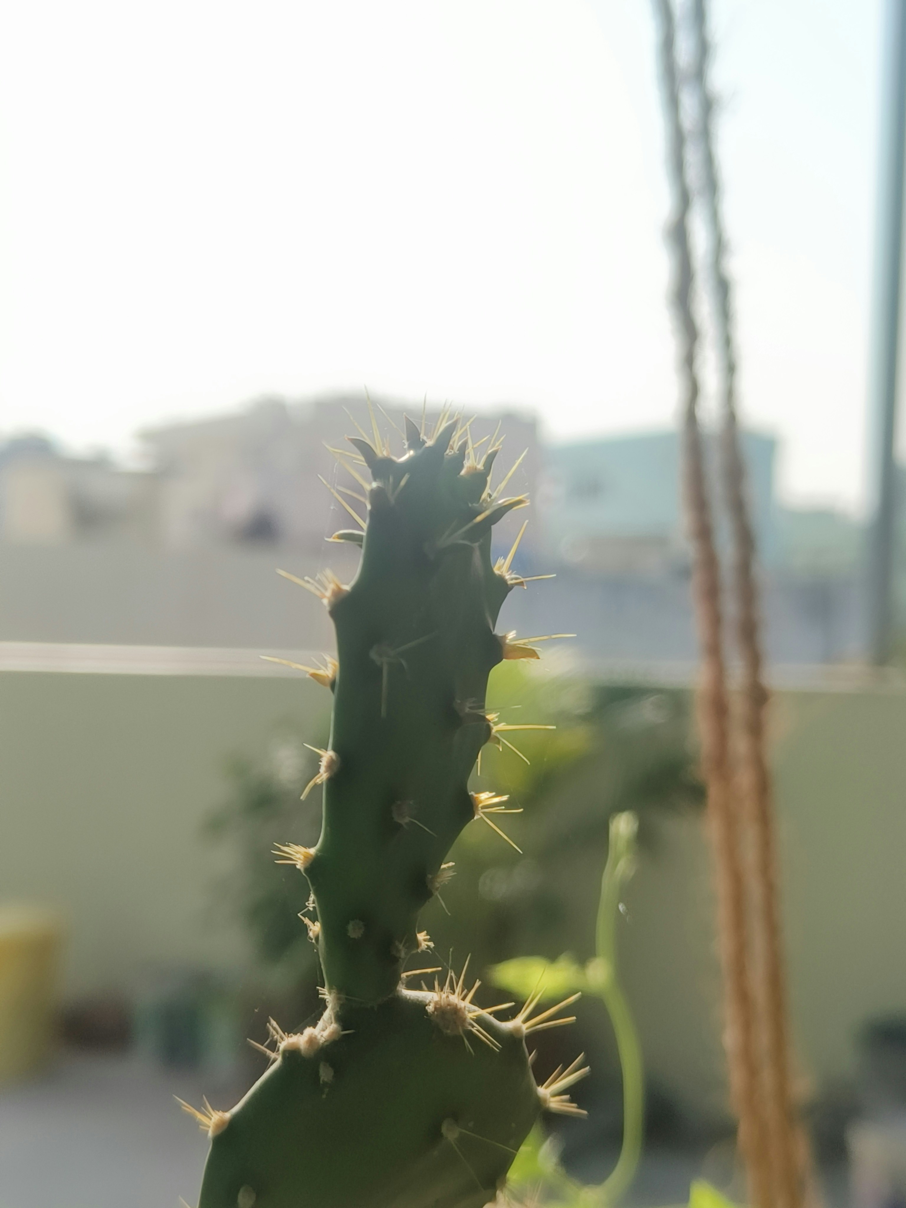 Close-up of a cactus with sharp spines bathed in backlit daylight, set against a softly blurred rooftop backdrop.