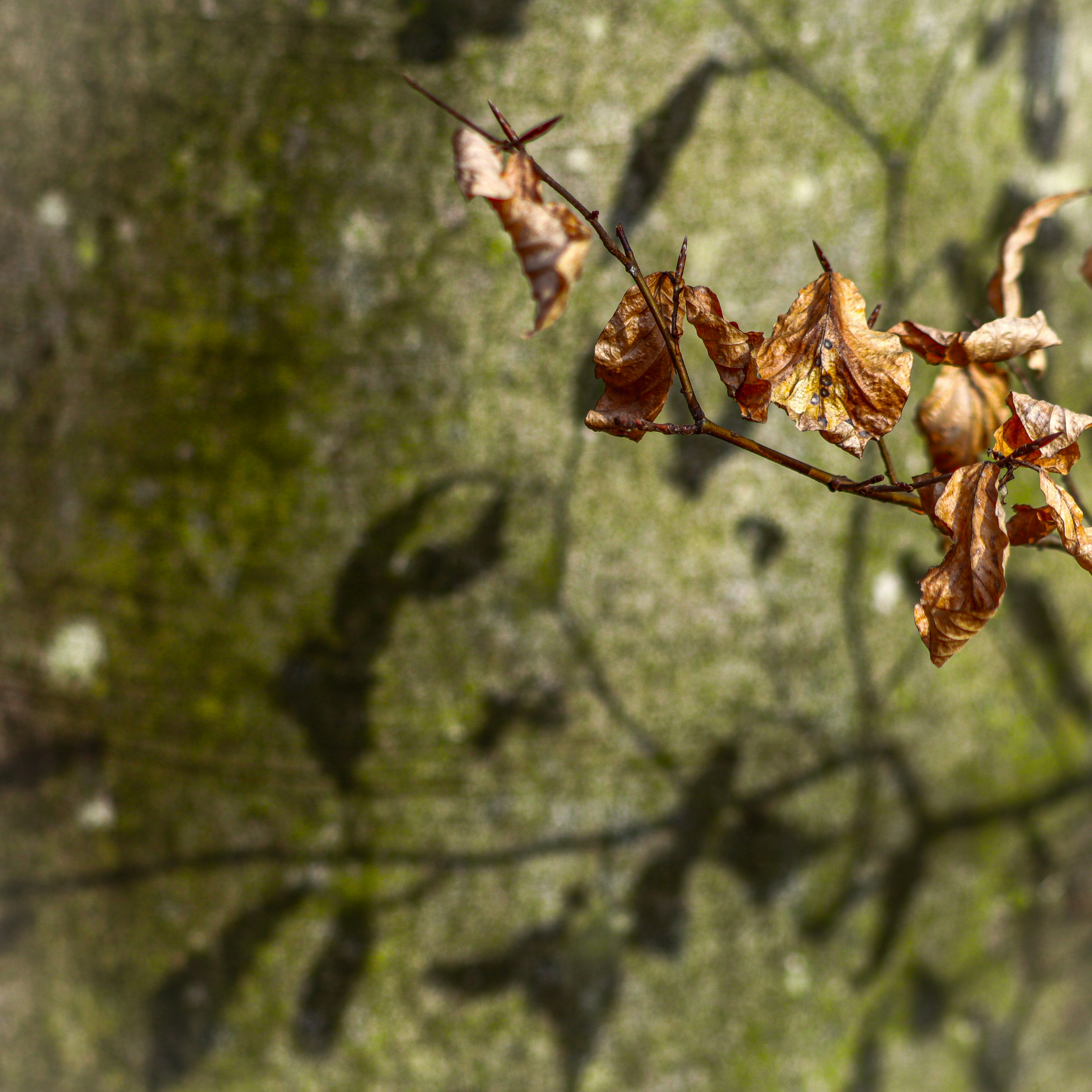 Withered Leaves on a Gleaming Wall