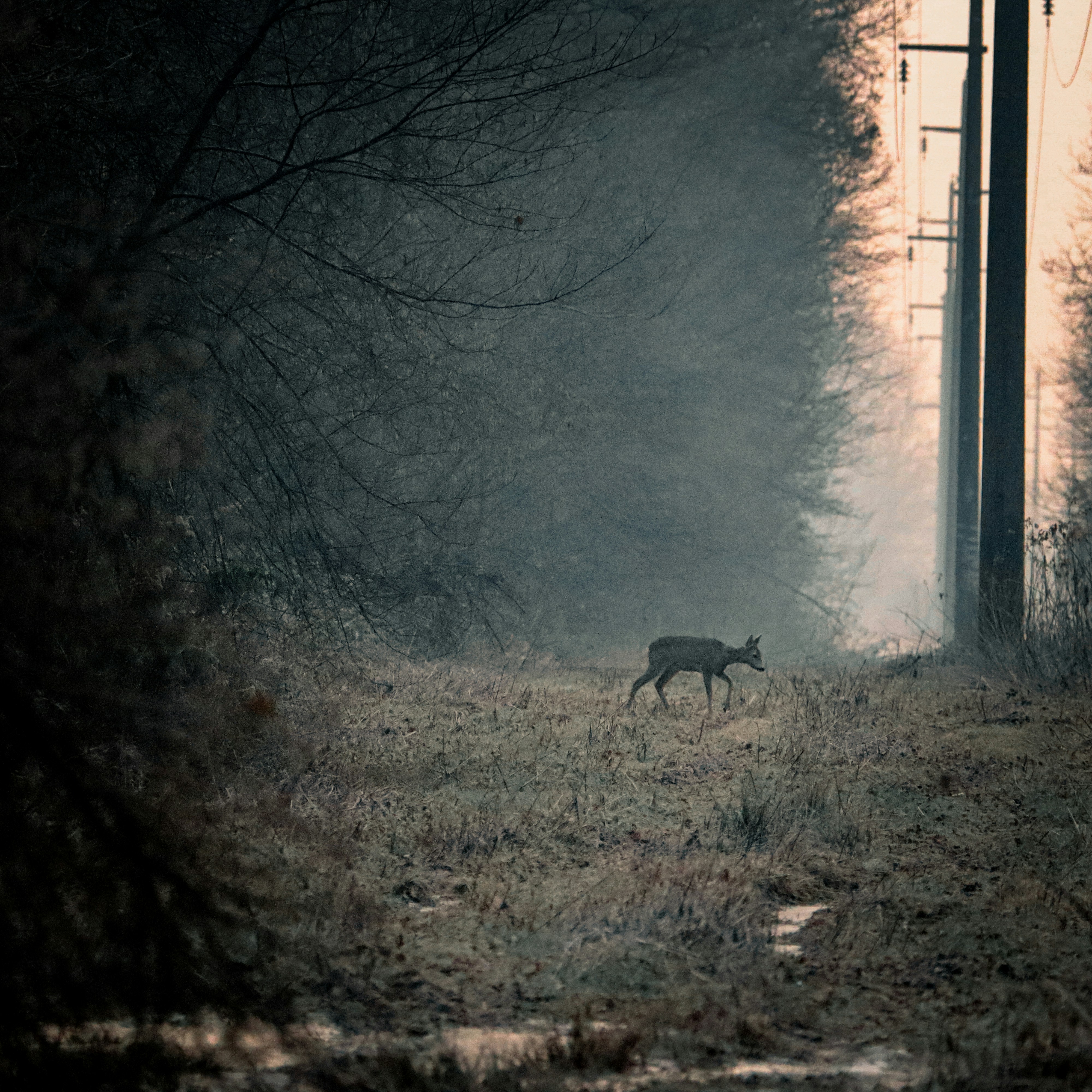 Coyote in the Fog: A Quiet Dusk Crossing by the Power Lines