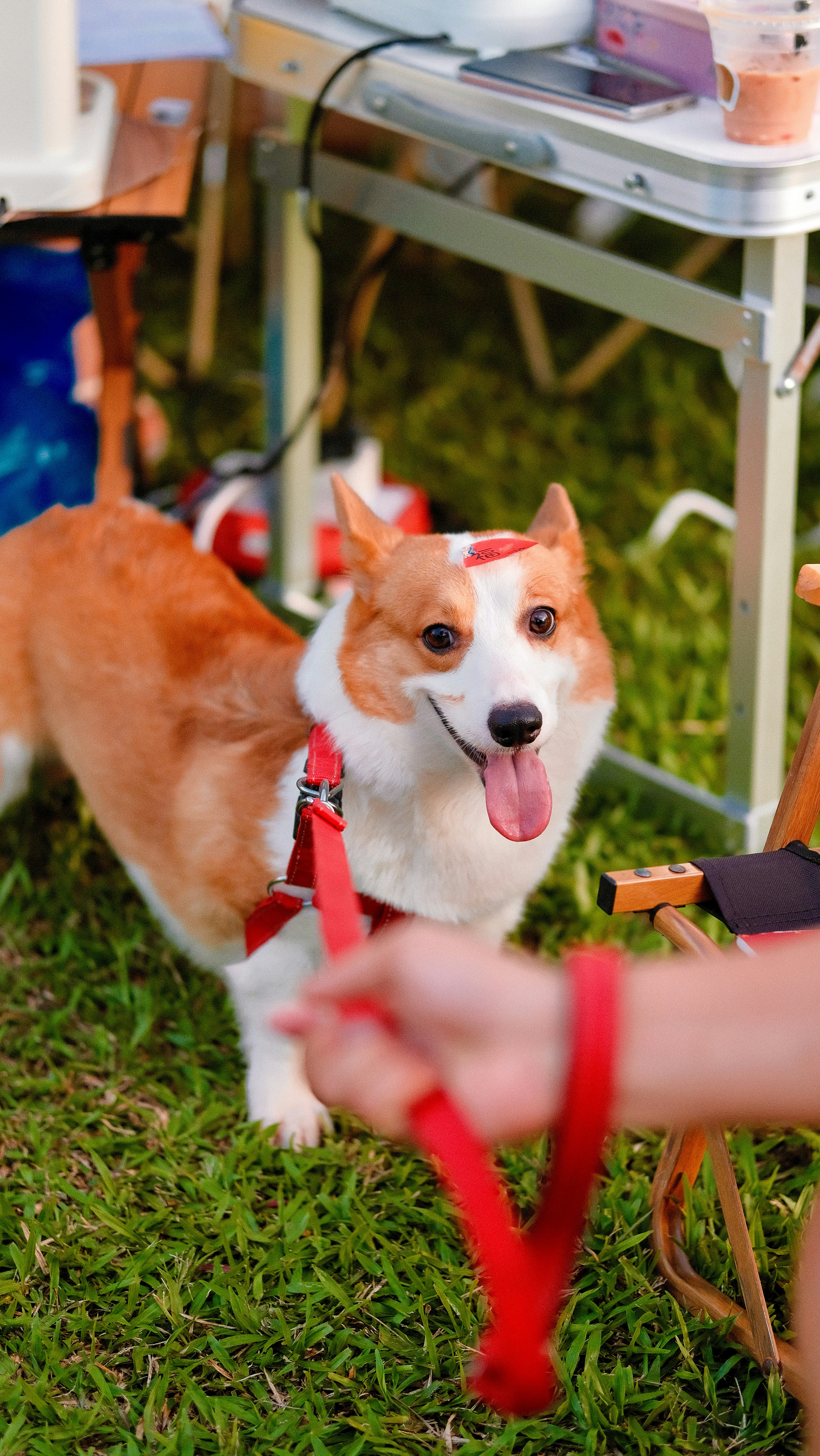 Happy Corgi at a grassy setup with a red leash in playful focus