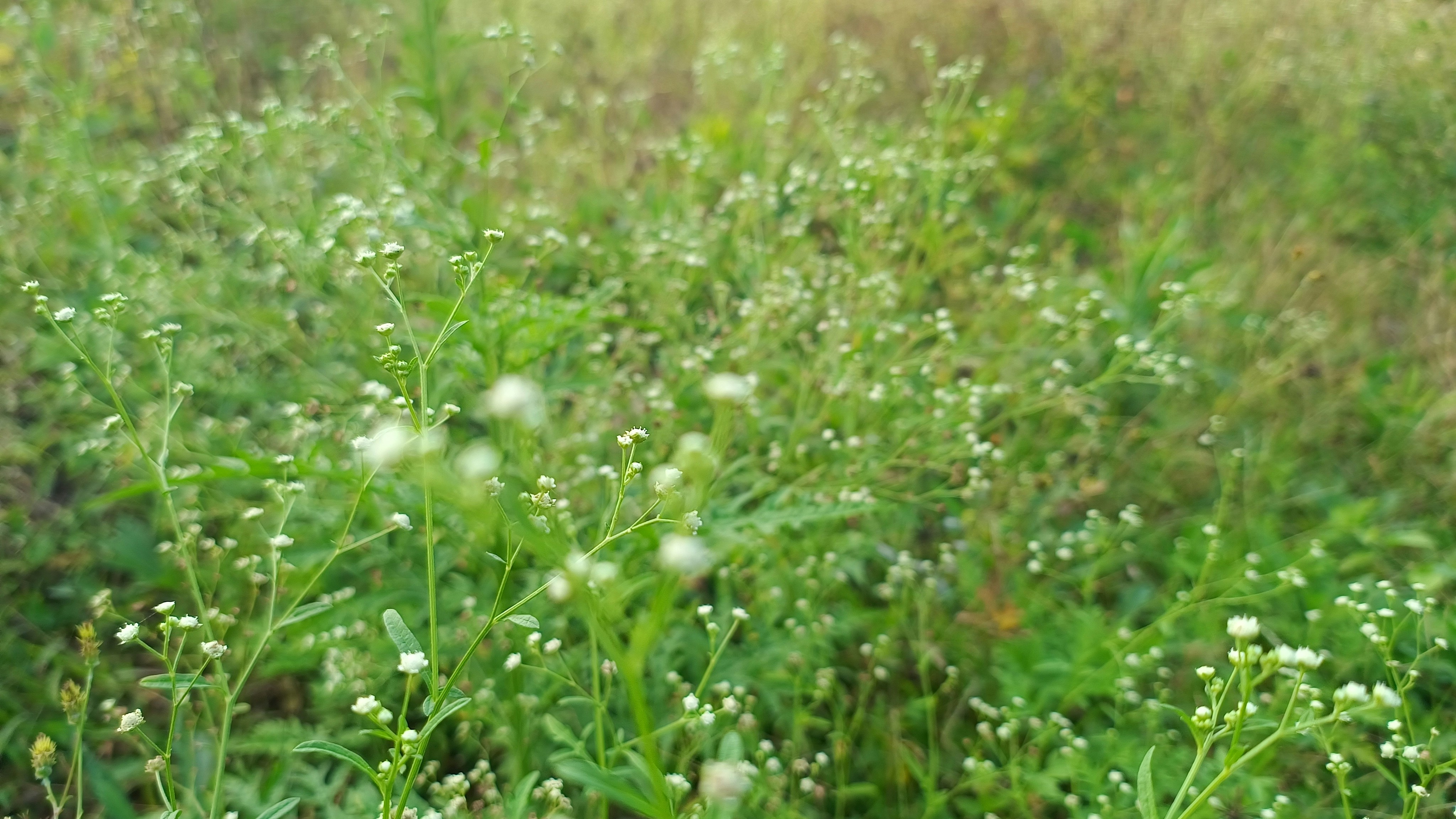 Photo by SYAMKUMAR S with Motorola Edge 40