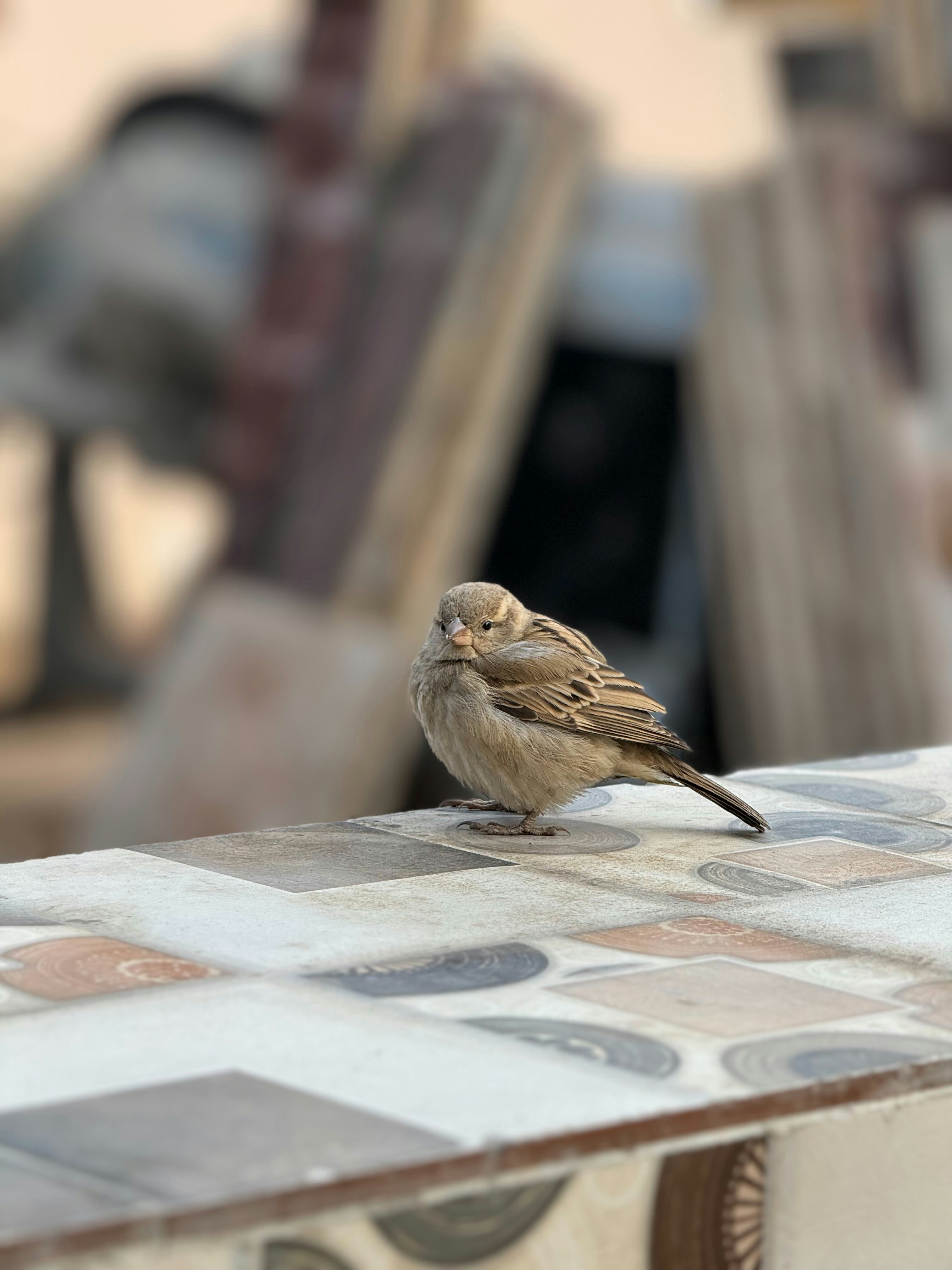 Sparrow on Mosaic Ledge: Quiet Focus in a Busy Backdrop