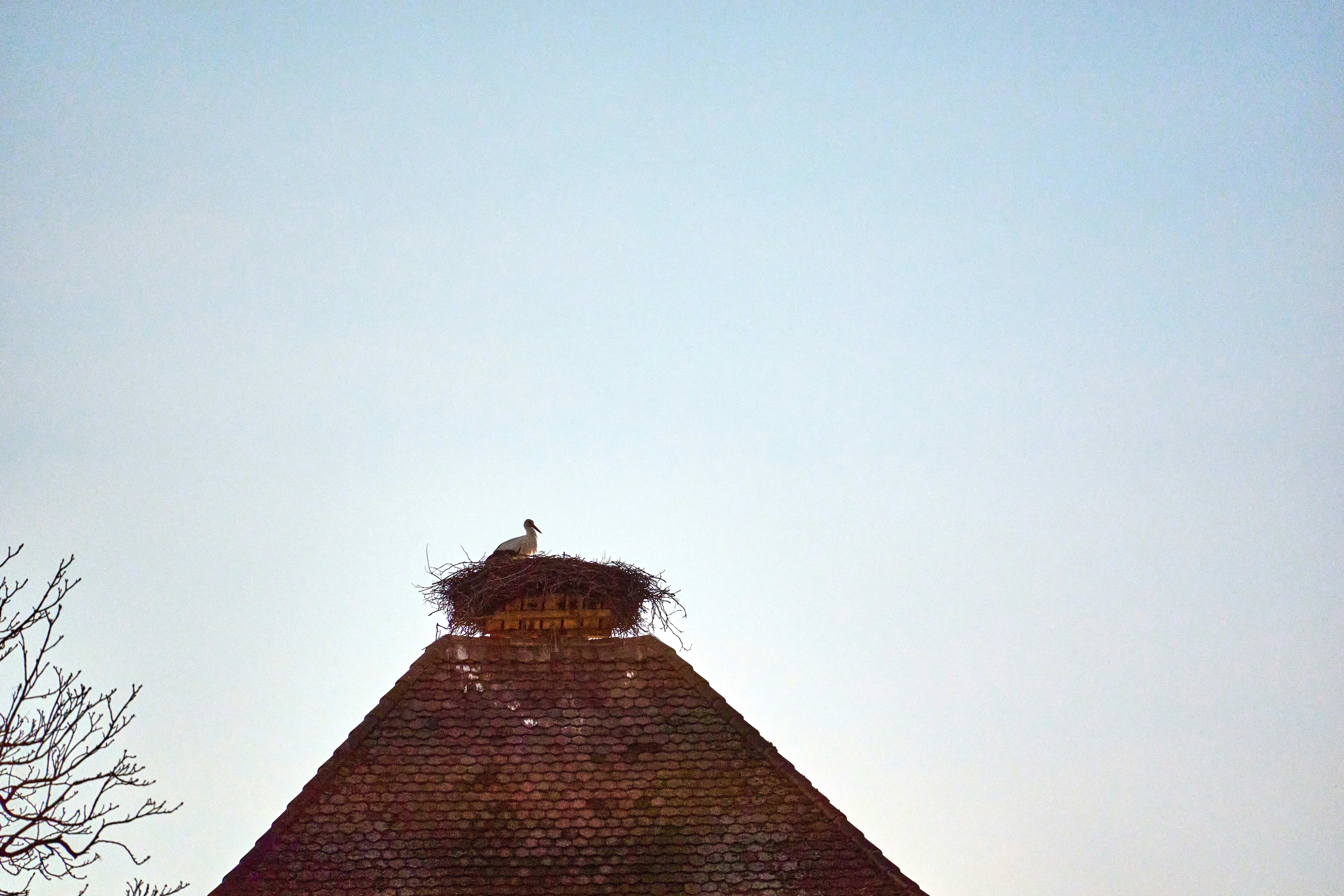 Crowning Nest at the Roof's Peak