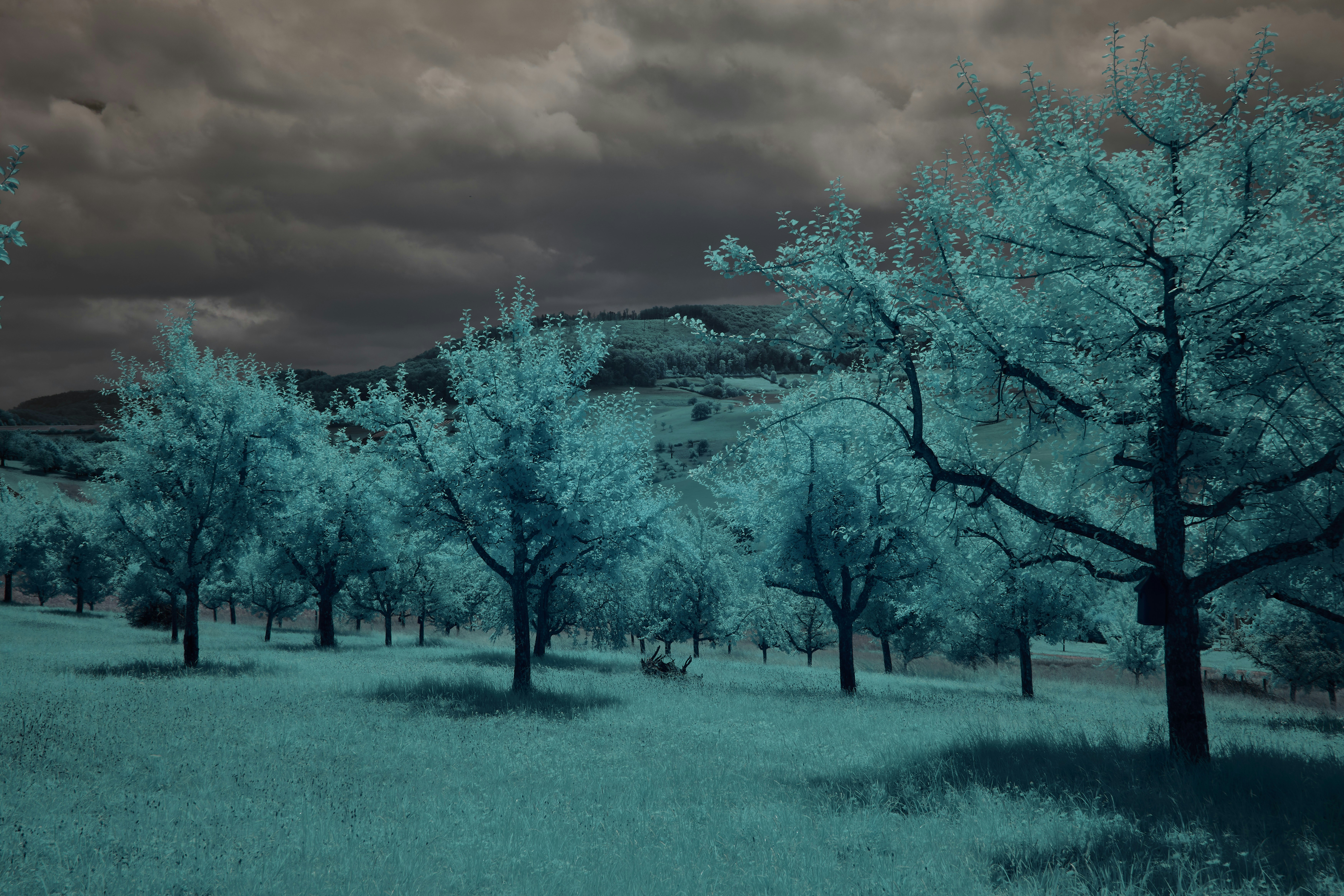 Cyan Orchard Rows in Infrared Light Beneath a Moody Sky