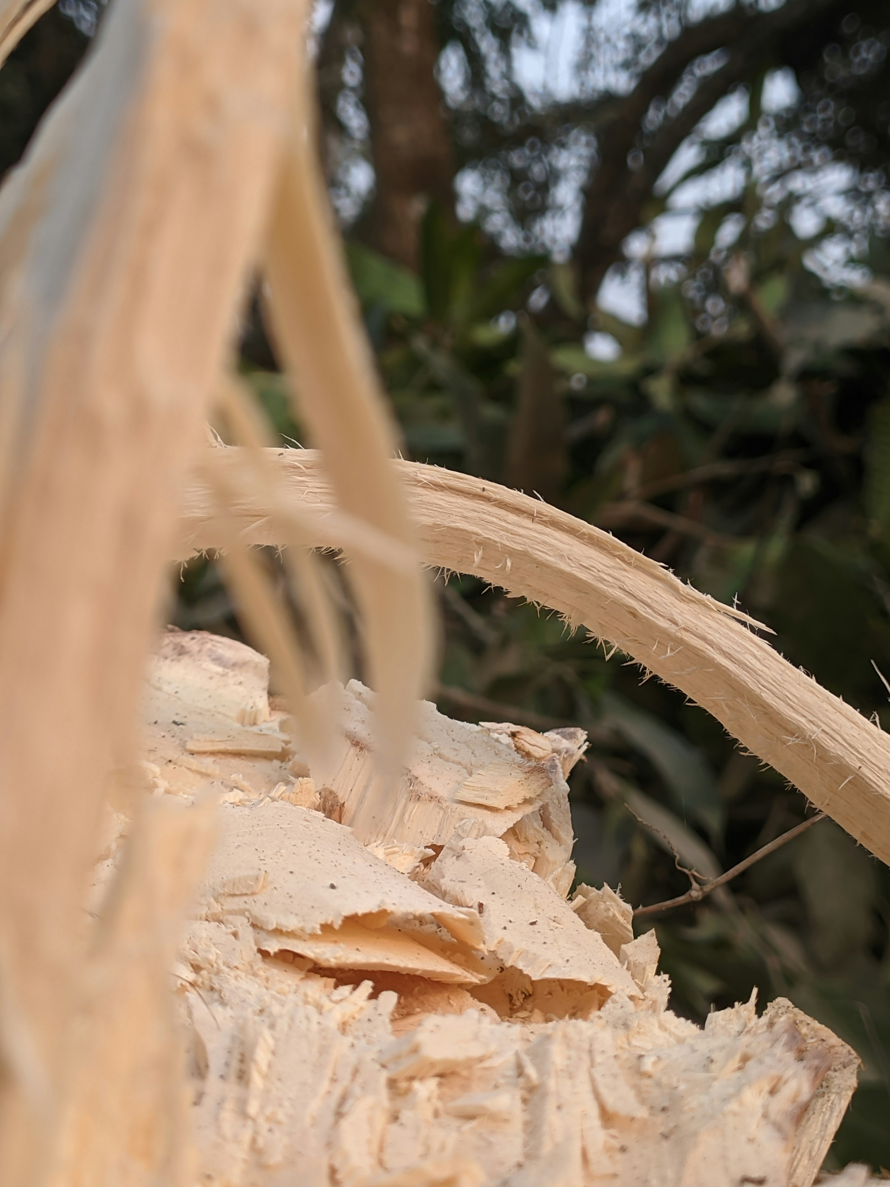 Close-up photograph of wood shavings and bark with a blurred green background, emphasizing texture and organic curves.