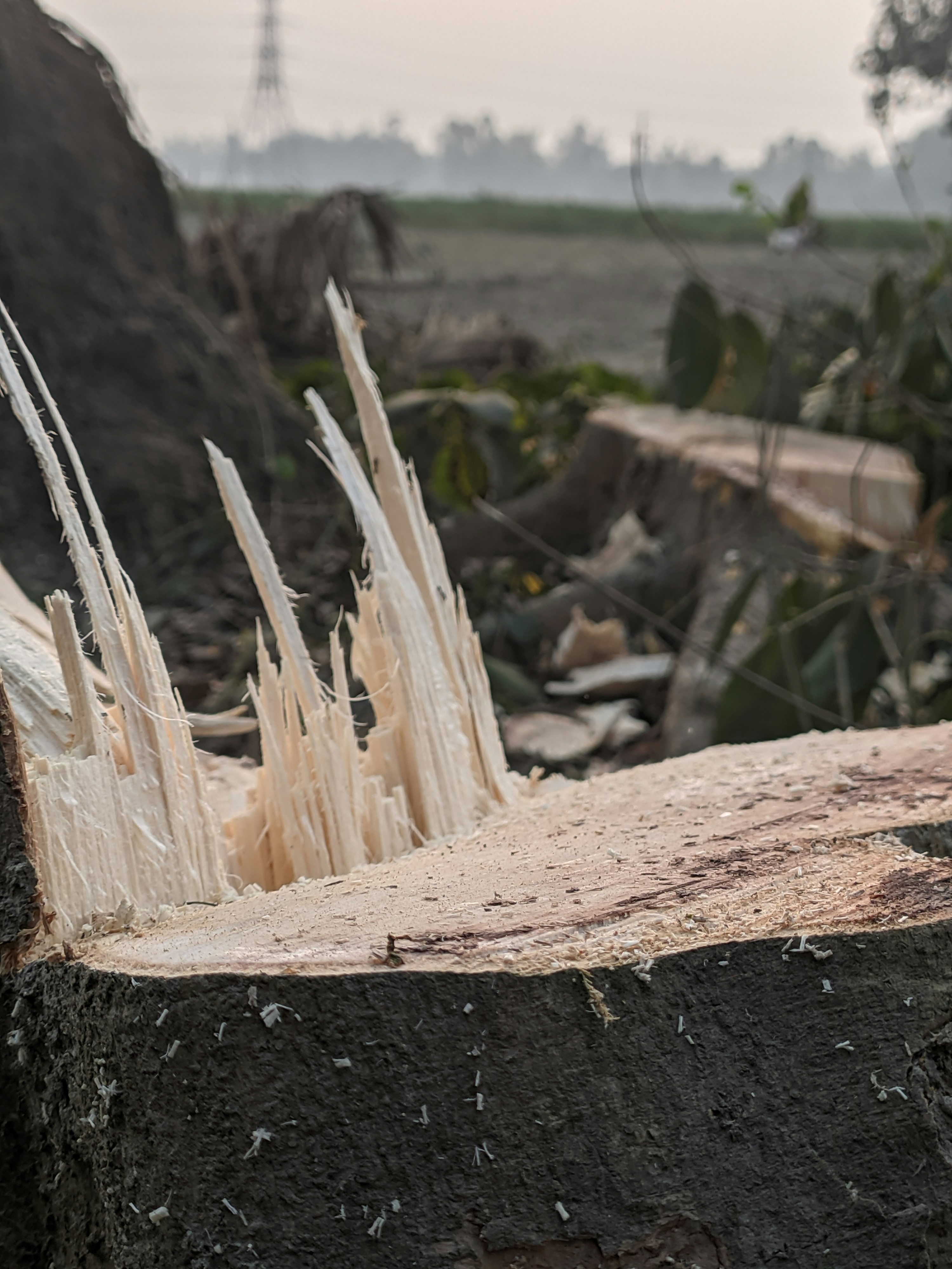 Close-up of jagged wood splinters protruding from a freshly cut log, with a blurred rural field in the background.