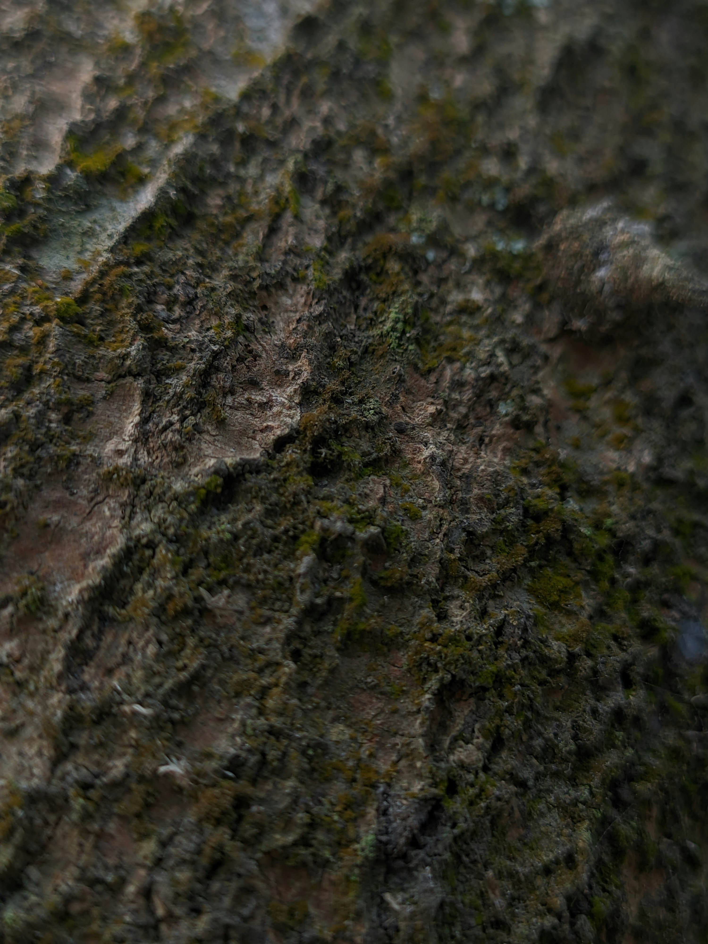 OPPO Reno Sample Shots