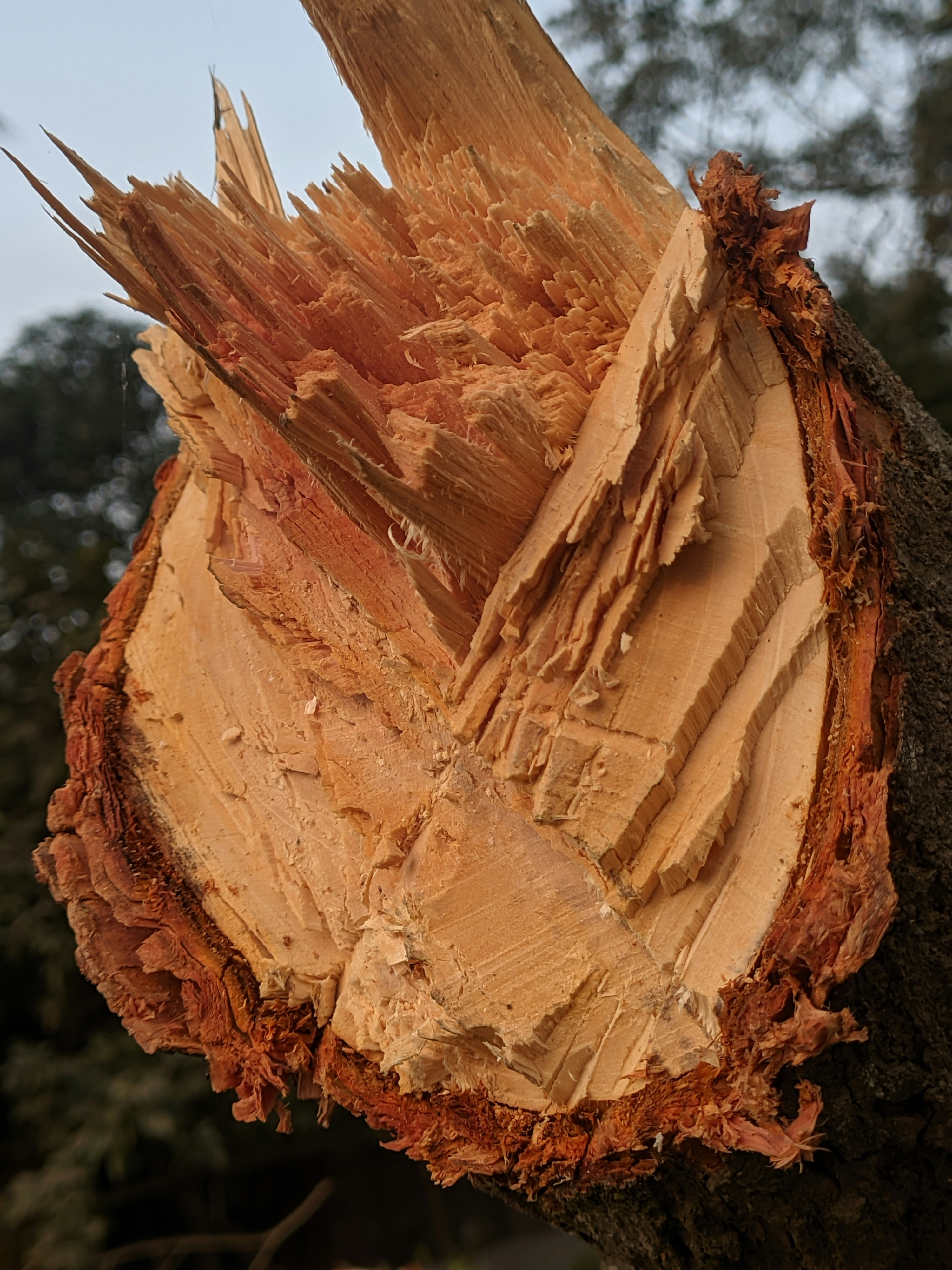 Photo by Woliul Hasan with OPPO Reno