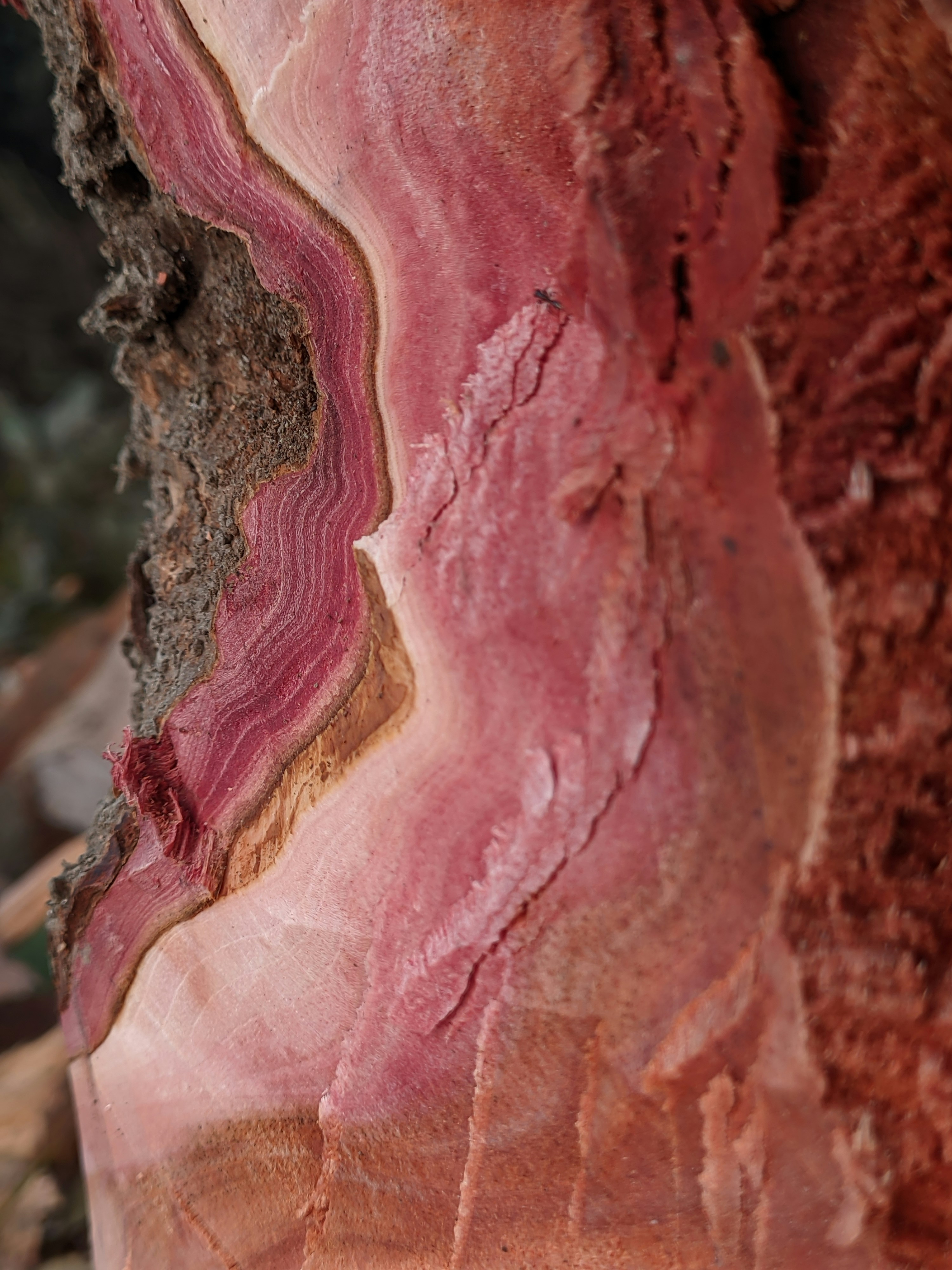 Photo by Woliul Hasan with OPPO Reno