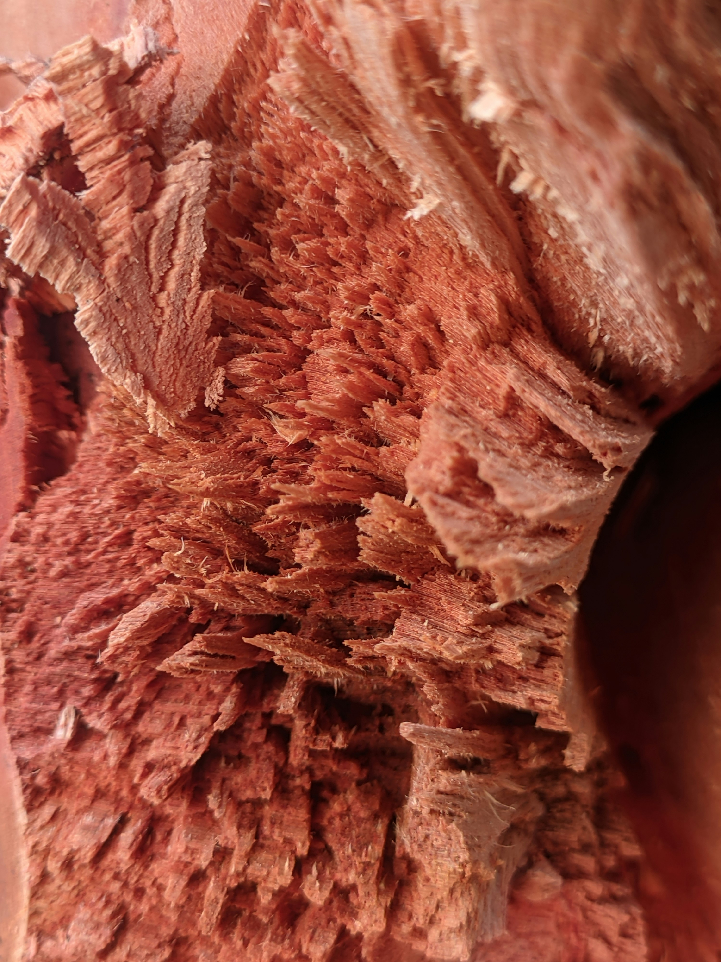 Imagens de Tecido Anatomium | Baixe imagens gratuitas na Unsplash