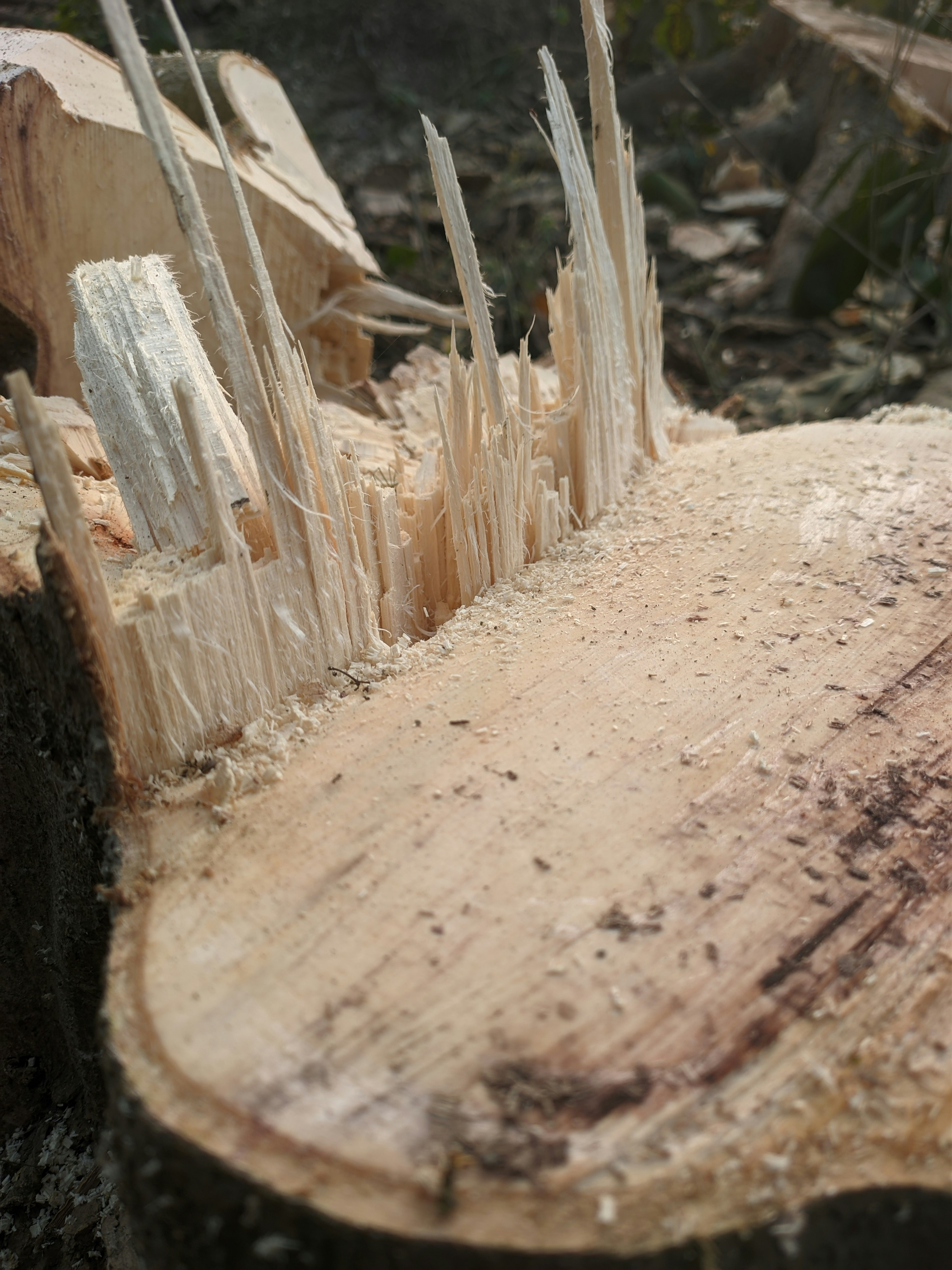 Macro photograph of a freshly cut log edge, highlighting sharp splinters and scattered sawdust along the surface.