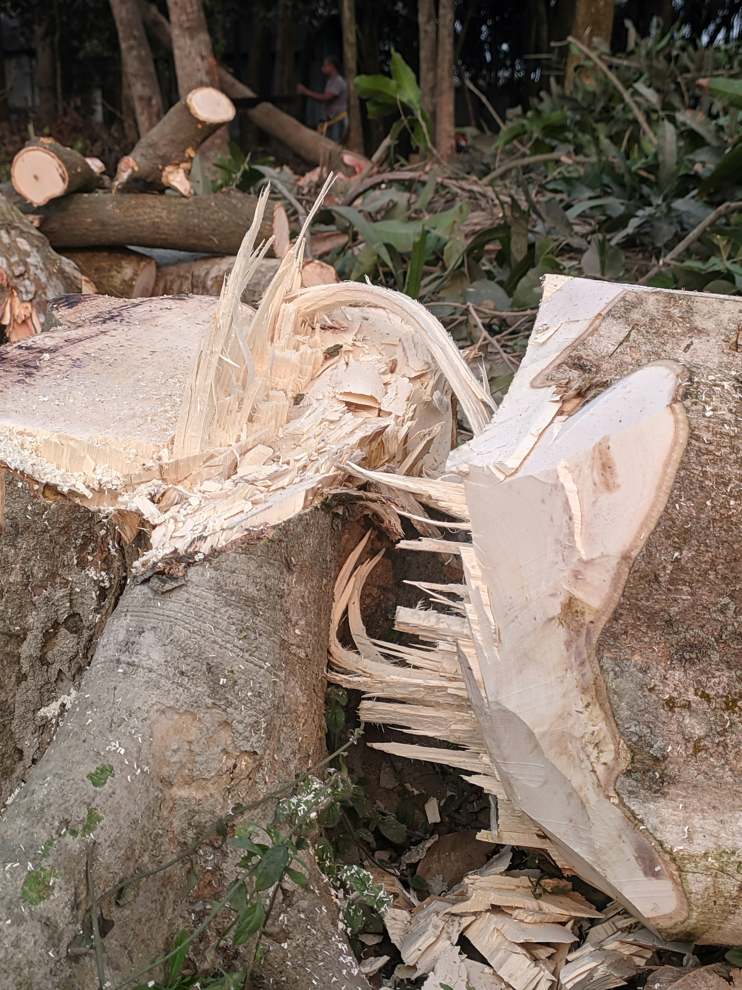 Close-up of a felled log with fresh splits and wood shavings scattered among rough rock. The image emphasizes raw timber texture and exposed pale grain.