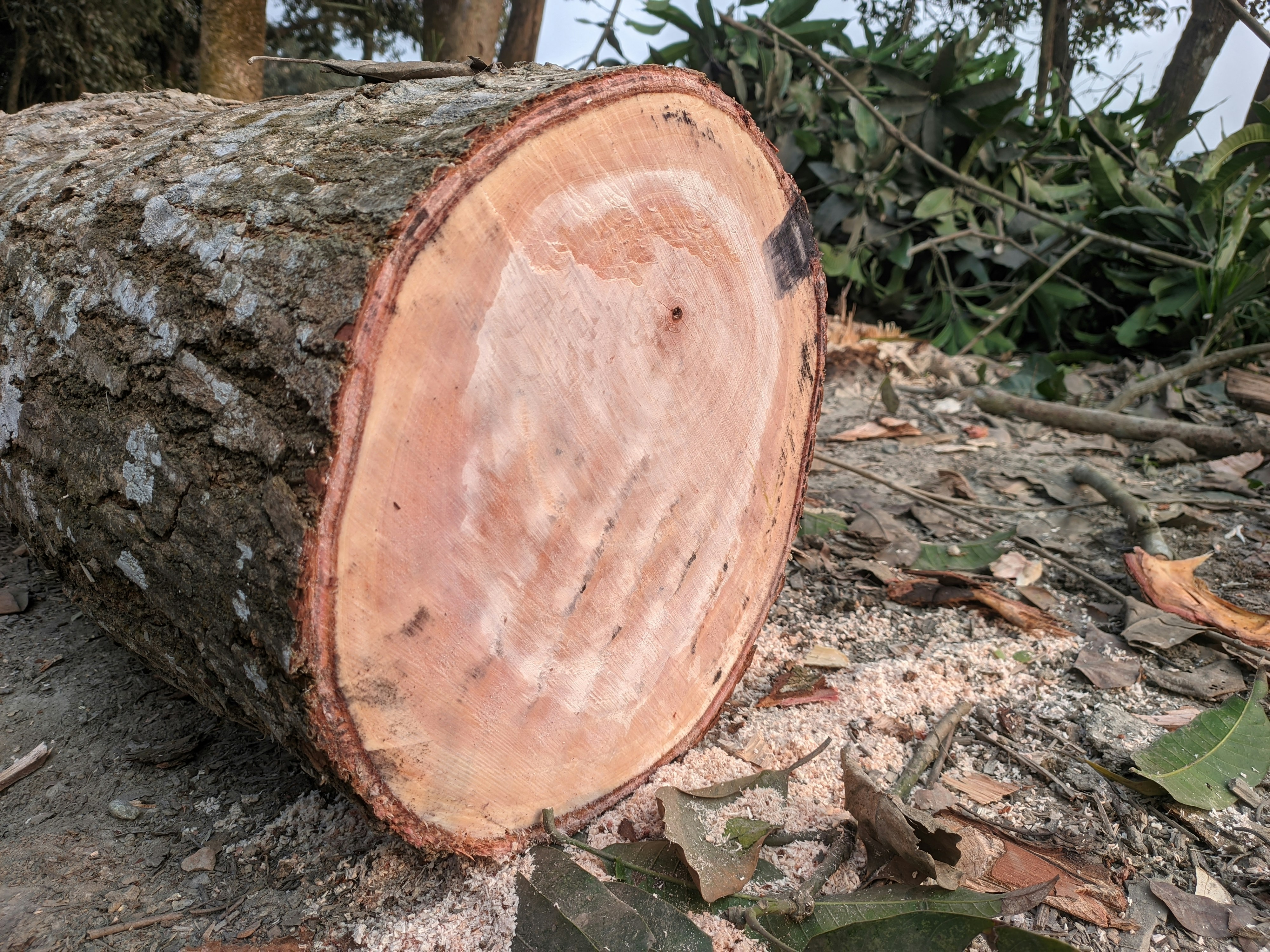 Close-up of a freshly cut log end resting on sawdust, revealing smooth concentric rings and rugged bark. Leaf debris and branches frame the scene in daylight.