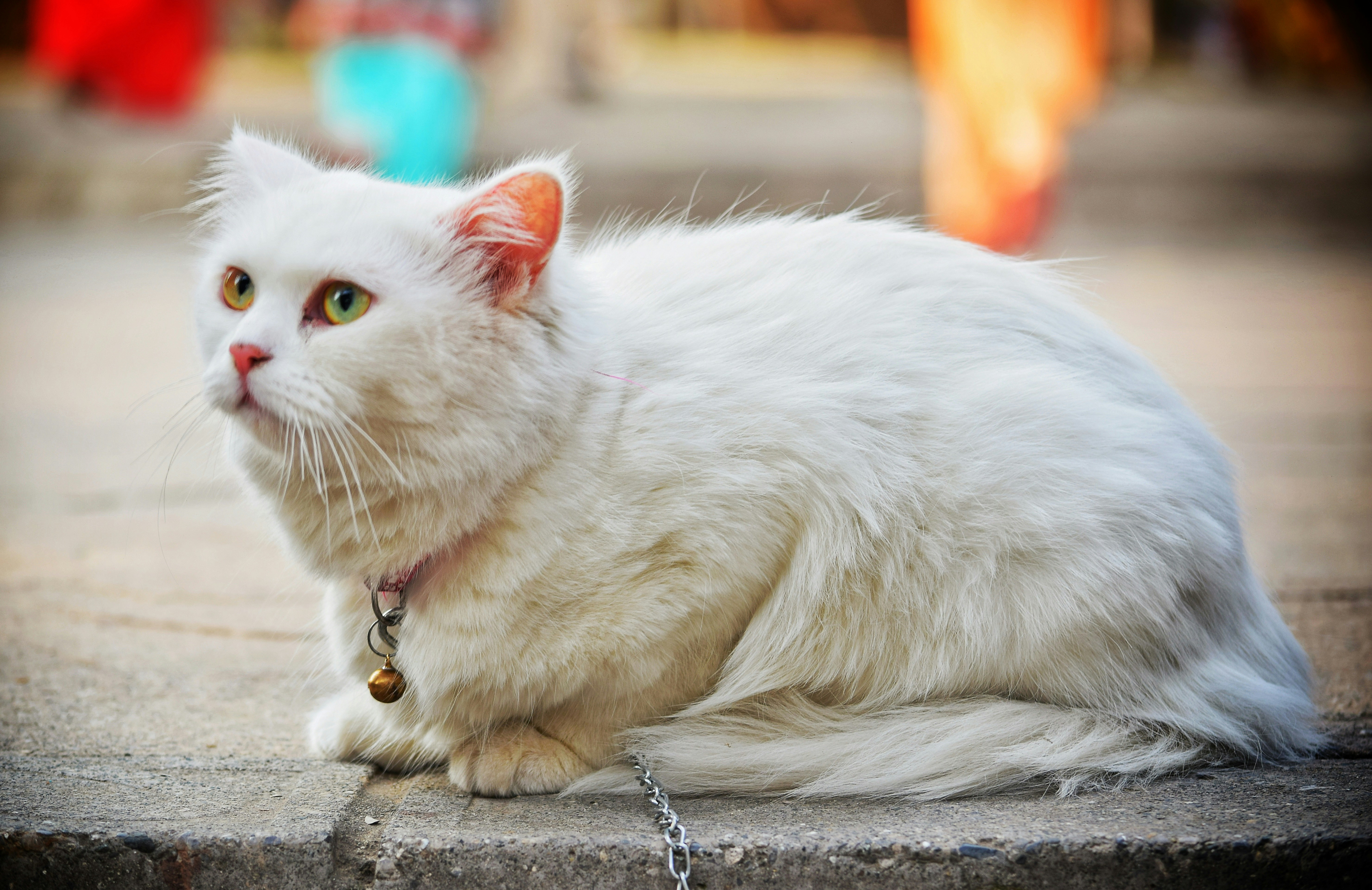 Gaze on the Pavement: A White Cat at Rest
