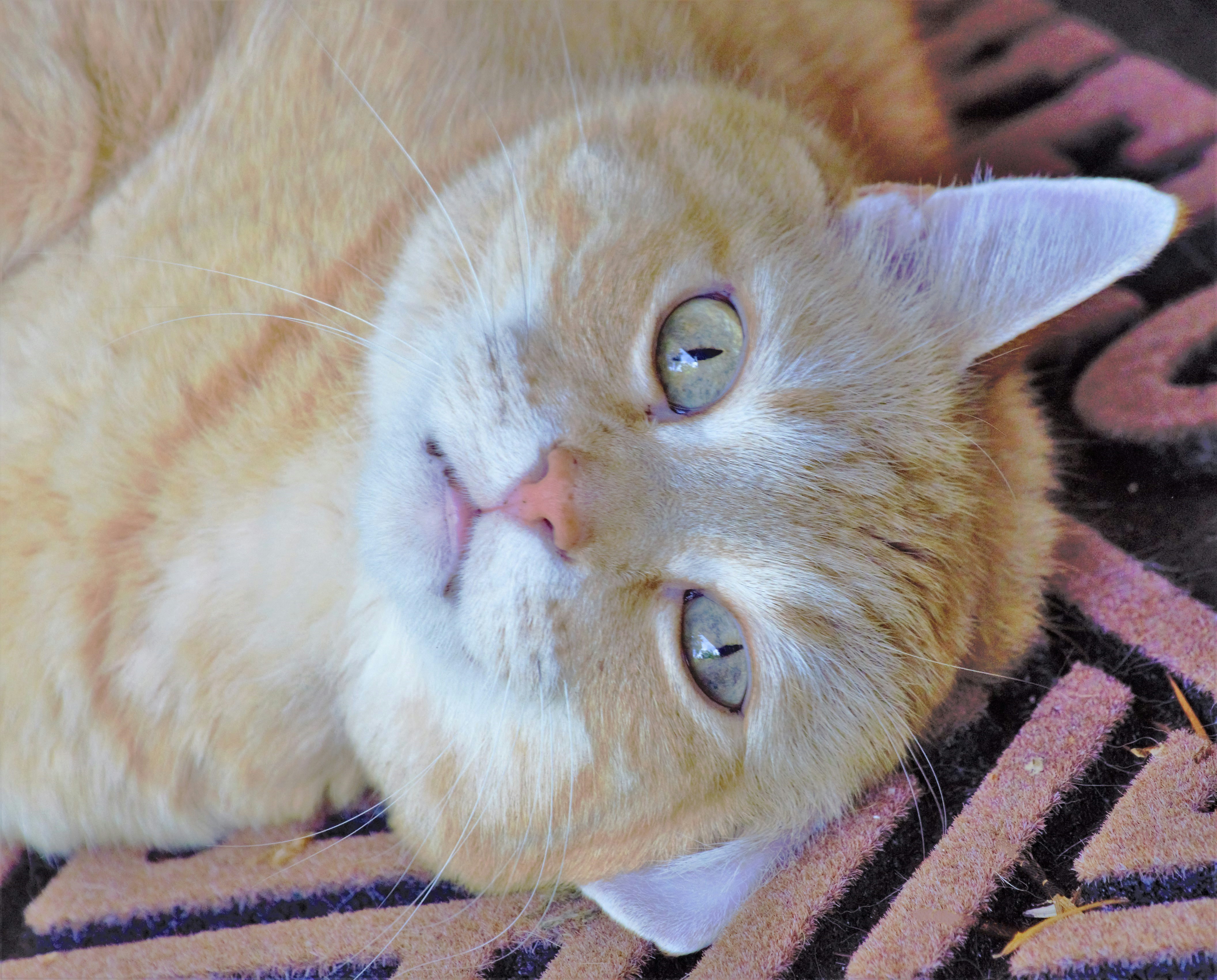 Amber-eyed feline resting on a pink-brown geometric blanket