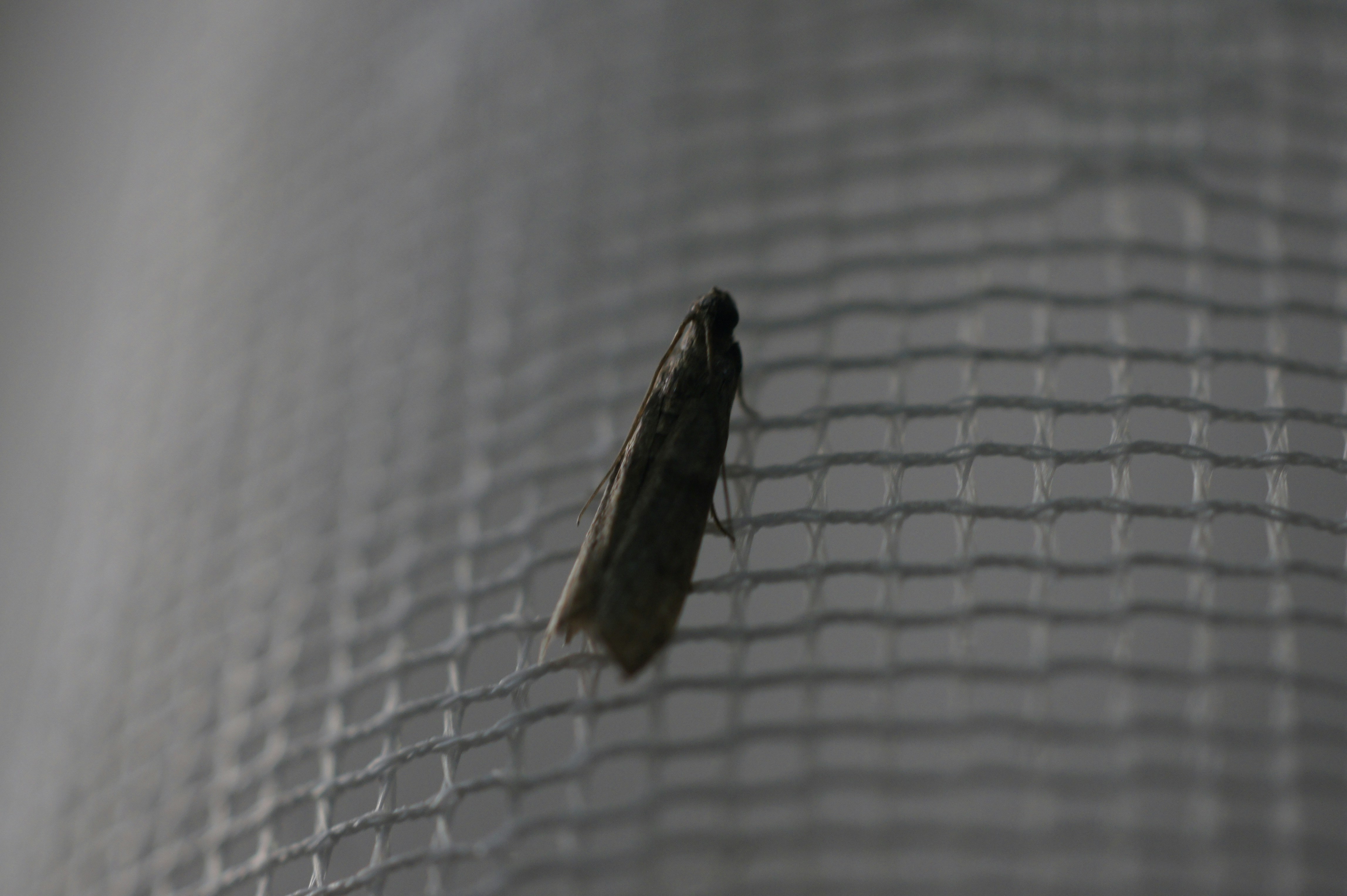 Veiled on a Grid: A Moth Perched Between Threads