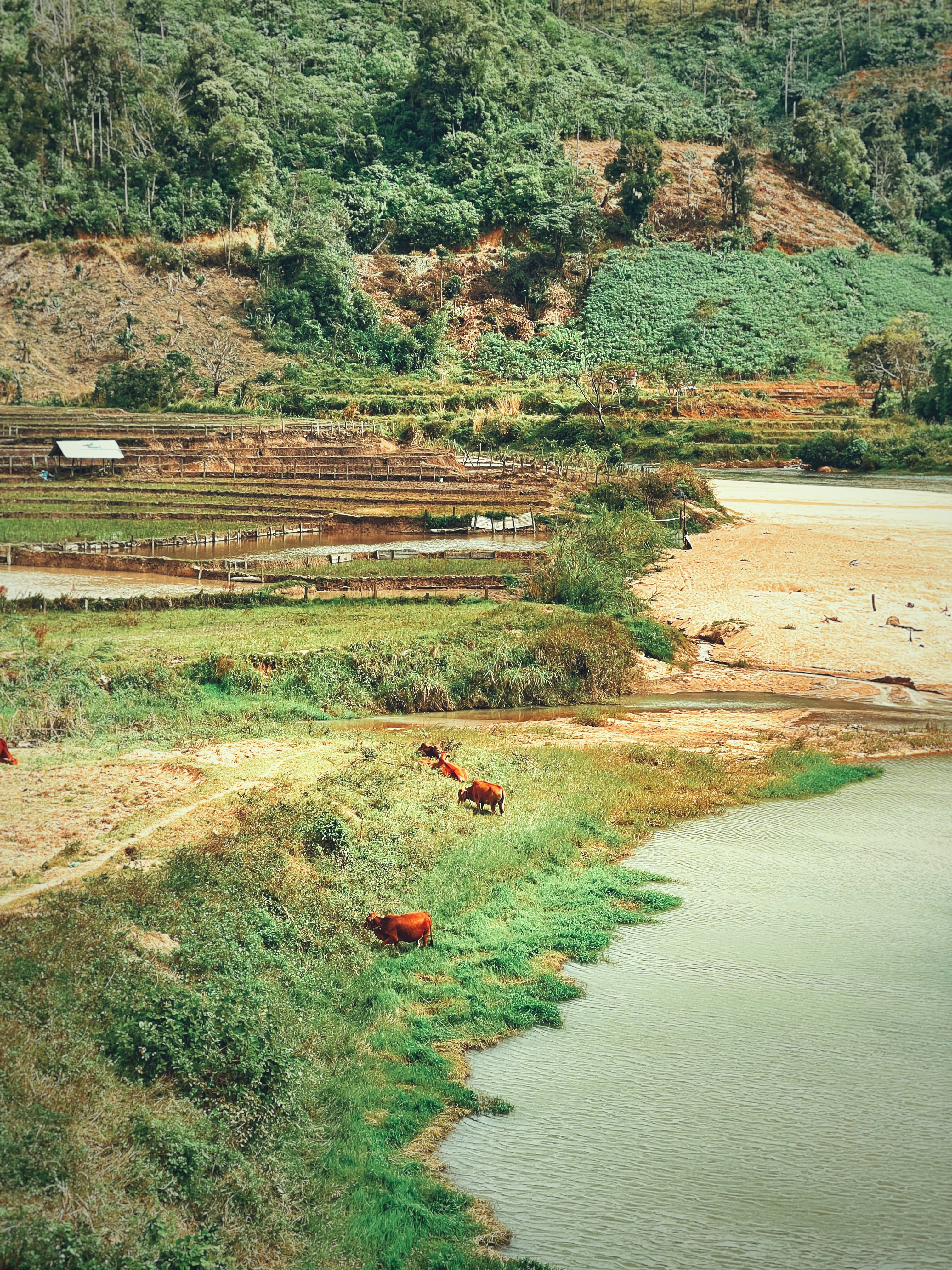 A herd of cattle grazing on a lush green hillside photo – Free H. kon ...
