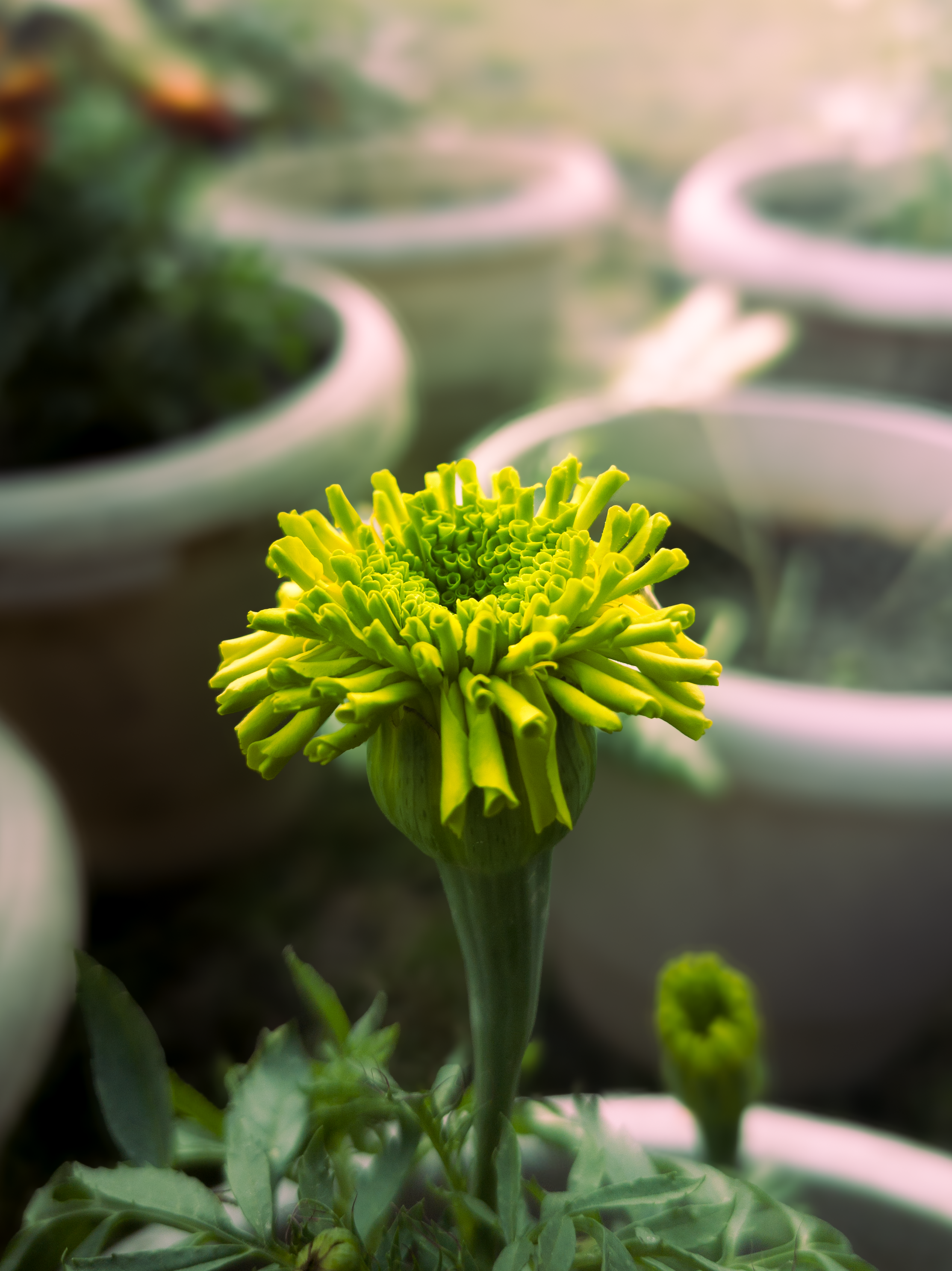 Emerald Crown: close-up of a radiant chrysanthemum amid a sea of blurred pots